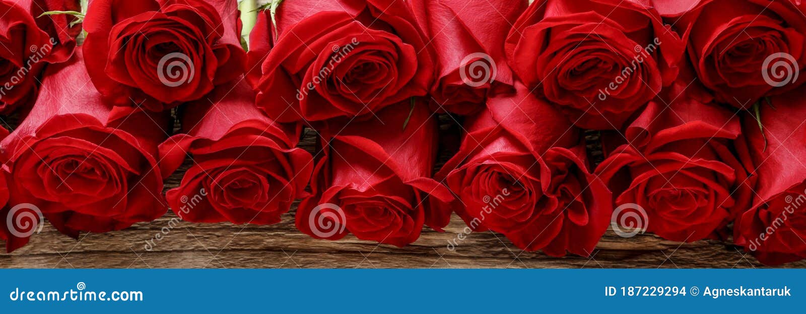 Red roses panorama stock photo. Image of card, marry - 187229294