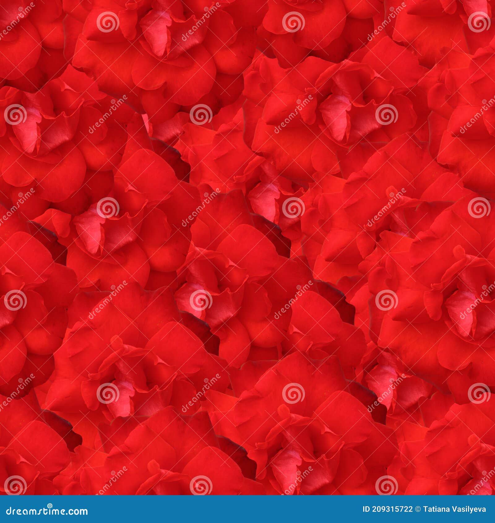 Red roses pattern stock photo. Image of garden, passion - 209315722