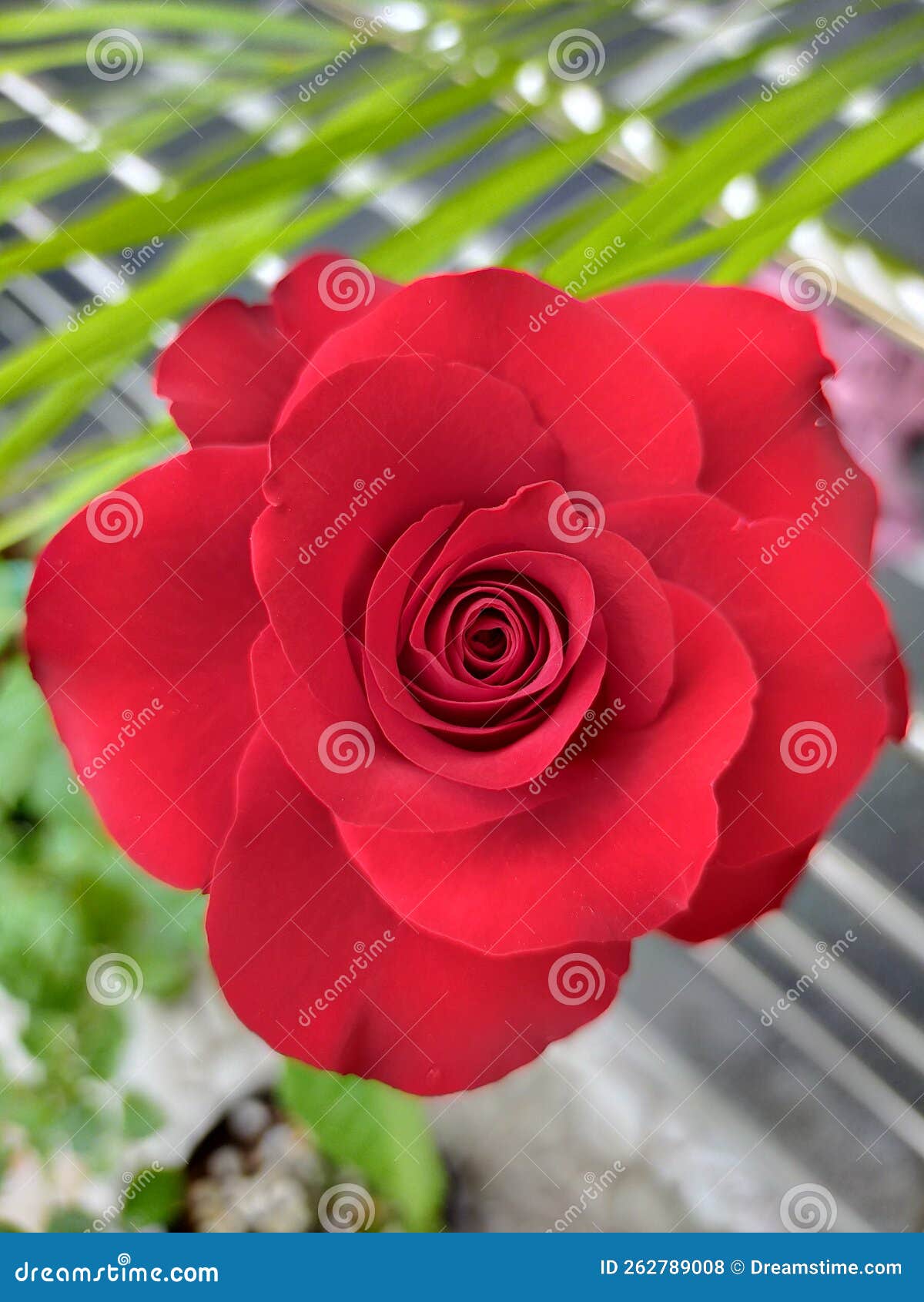 Red roses photo potrait stock photo. Image of pink, rose - 262789008