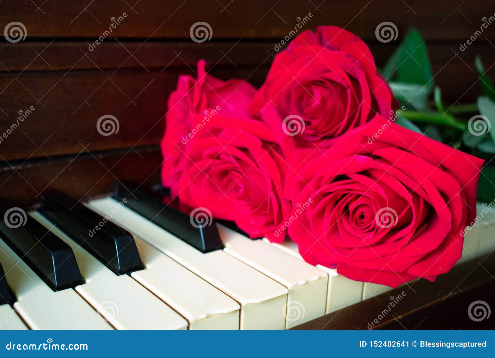 Red roses on a piano stock image. Image of gift, wedding - 152402641