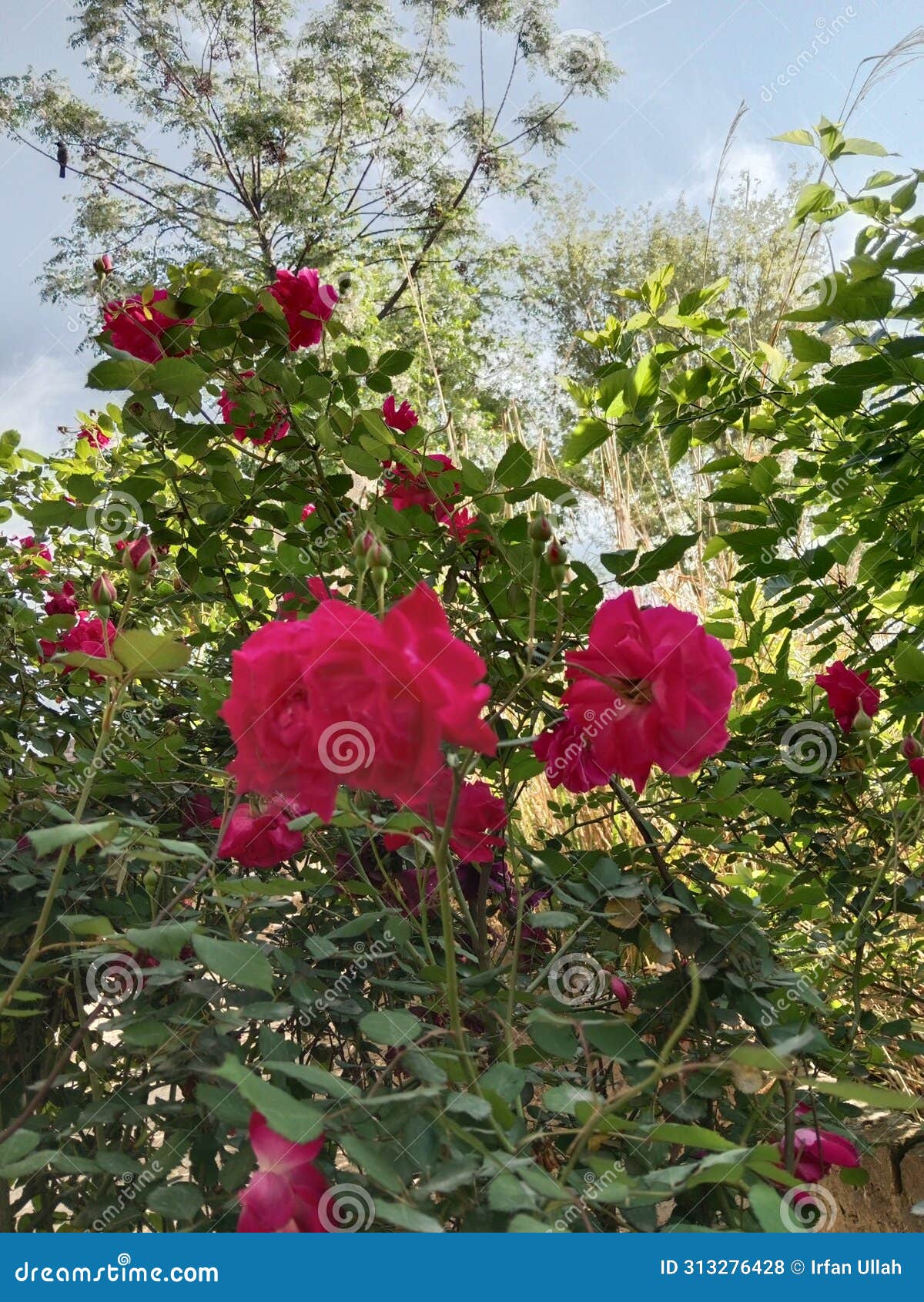 A Red Roses Plant Growing Up Under Ash Tree Stock Photo - Image of ...