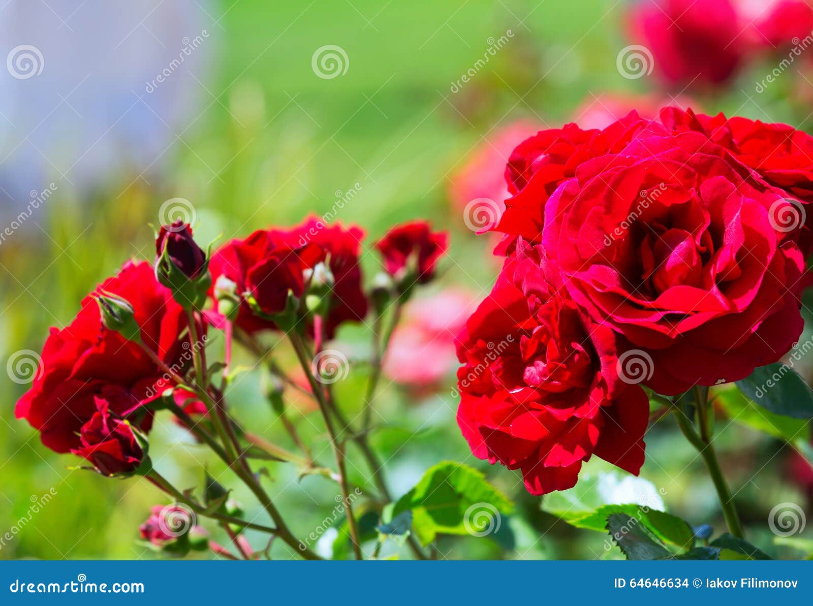 Red roses plant stock photo. Image of outdoors, flower - 64646634