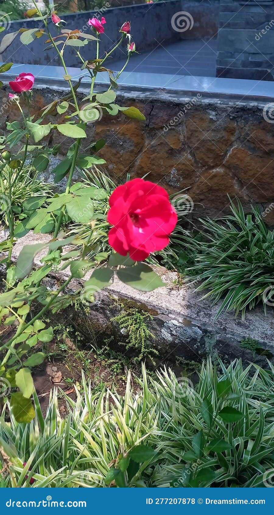 Red Roses Planted in the Yard Stock Photo - Image of planted, roses ...