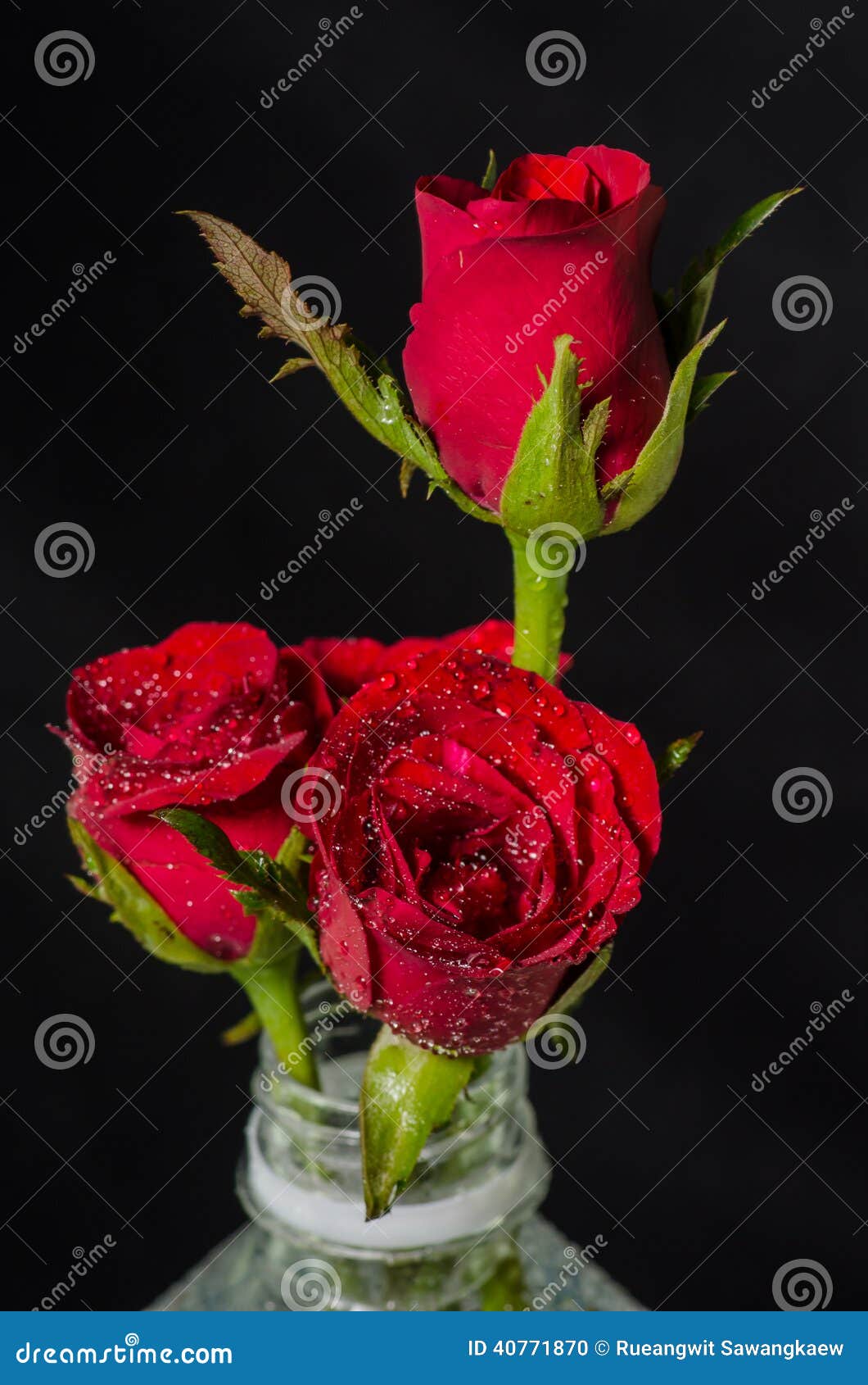Red Roses in Plastic Bottle Stock Photo - Image of valentine, plastic ...