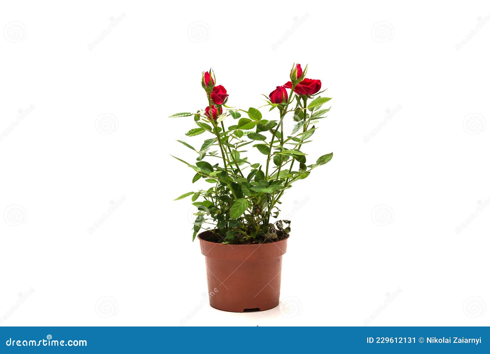 Red Roses in a Pot Isolated on White Background Stock Image - Image of ...