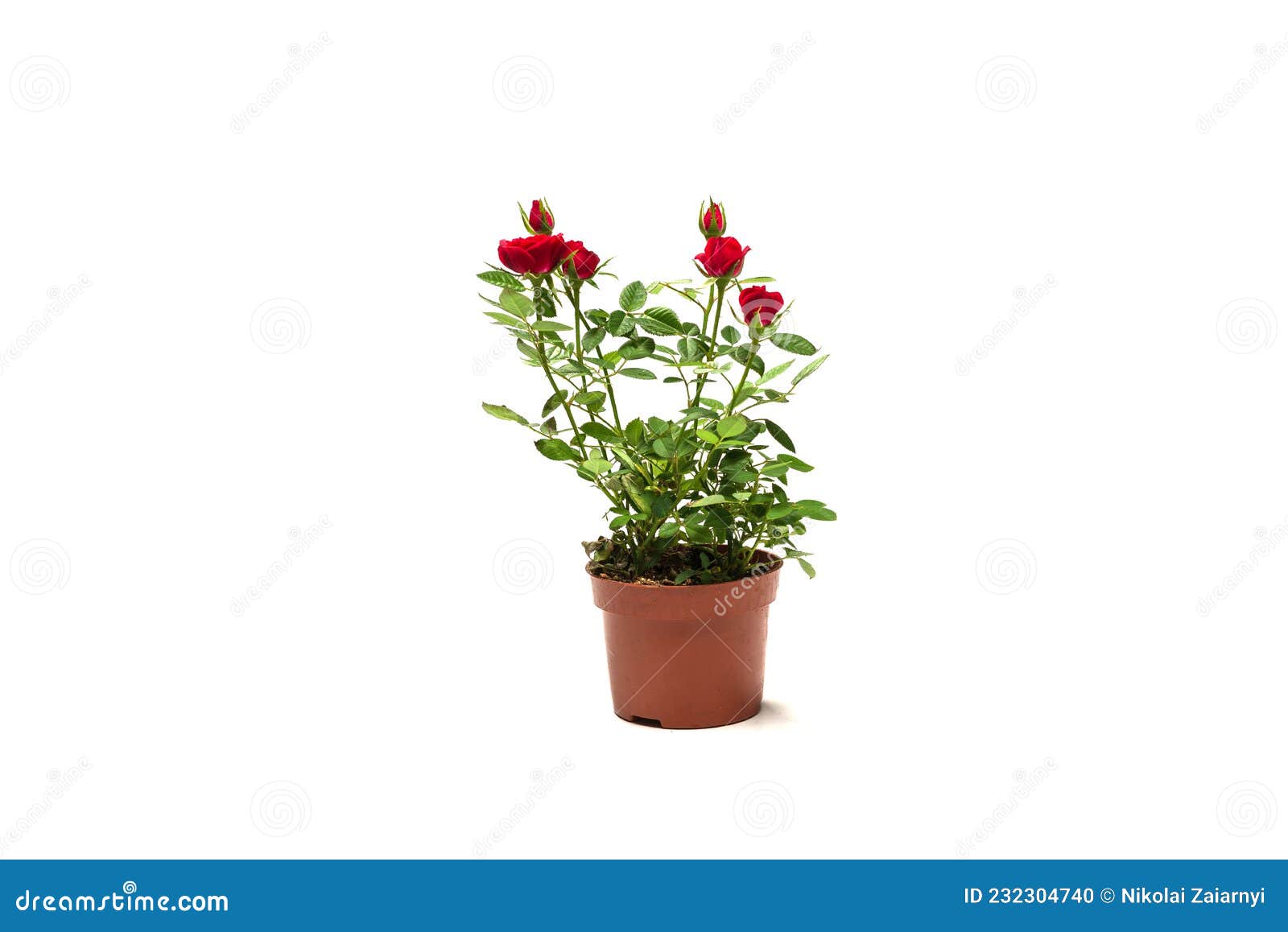 Red Roses in a Pot Isolated on White Background Stock Photo - Image of ...