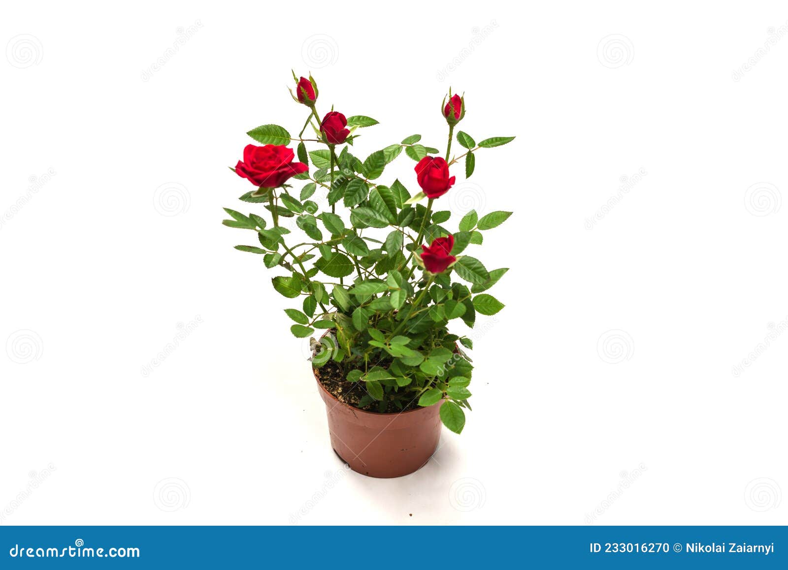 Red Roses in a Pot Isolated on White Background Stock Photo - Image of ...