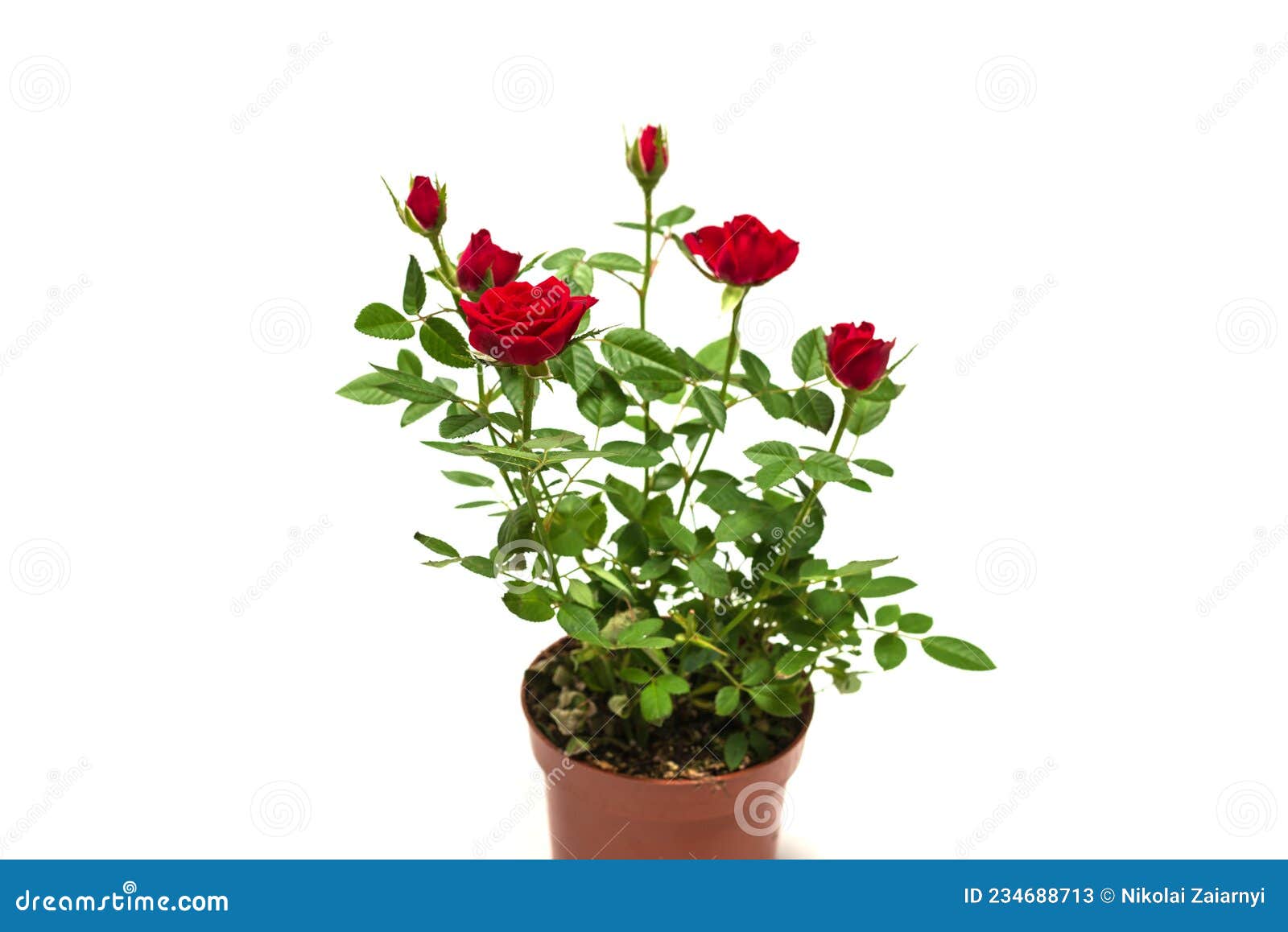 Red Roses in a Pot Isolated on White Background Stock Image - Image of ...