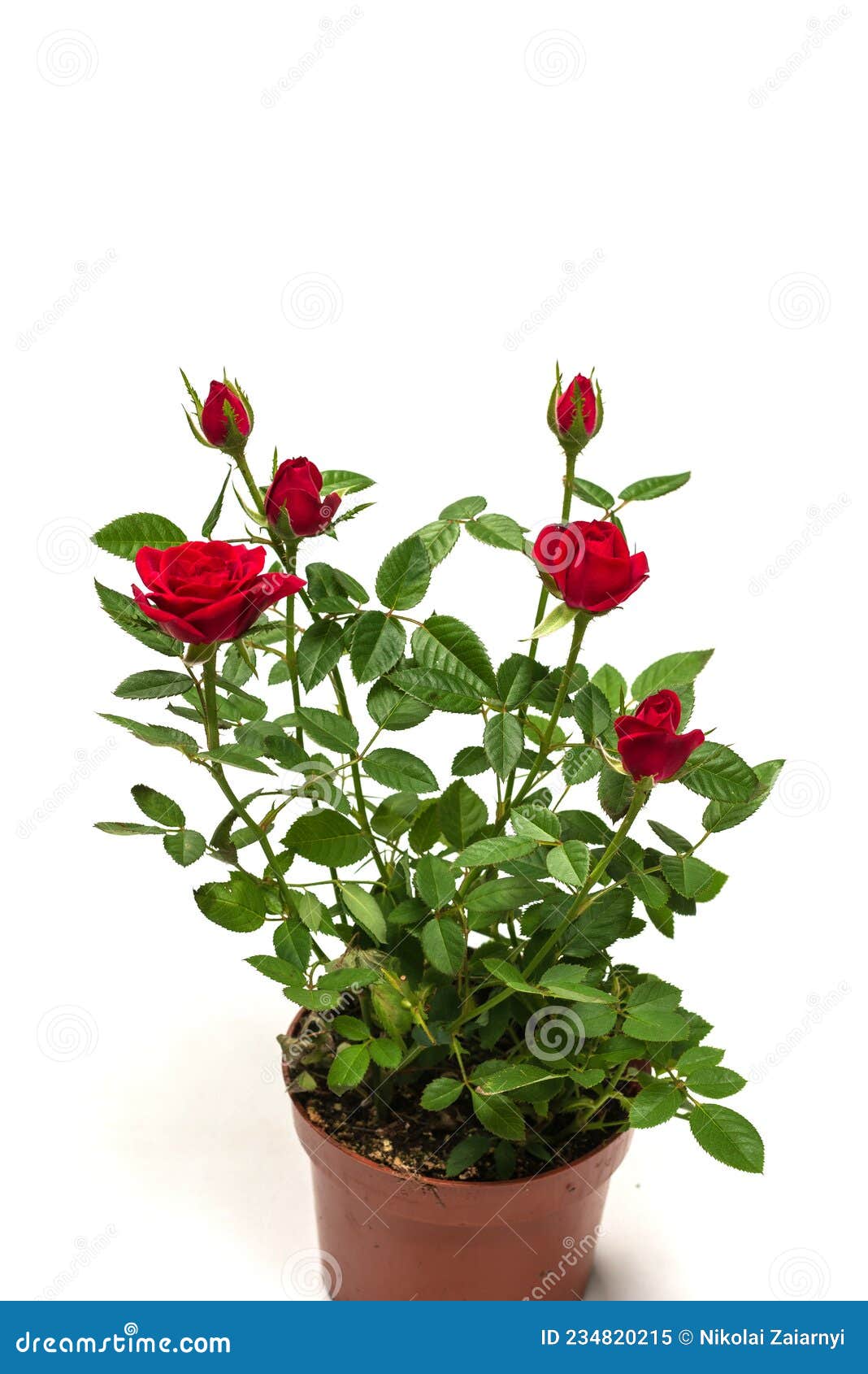 Red Roses in a Pot Isolated on White Background Stock Image - Image of ...