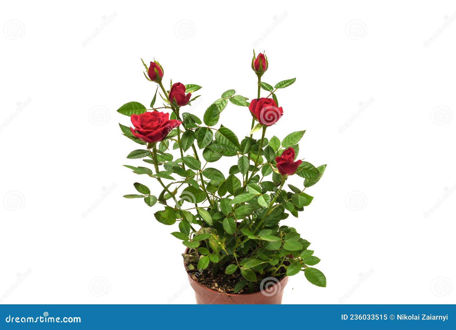 Red Roses in a Pot Isolated on White Background Stock Image - Image of ...