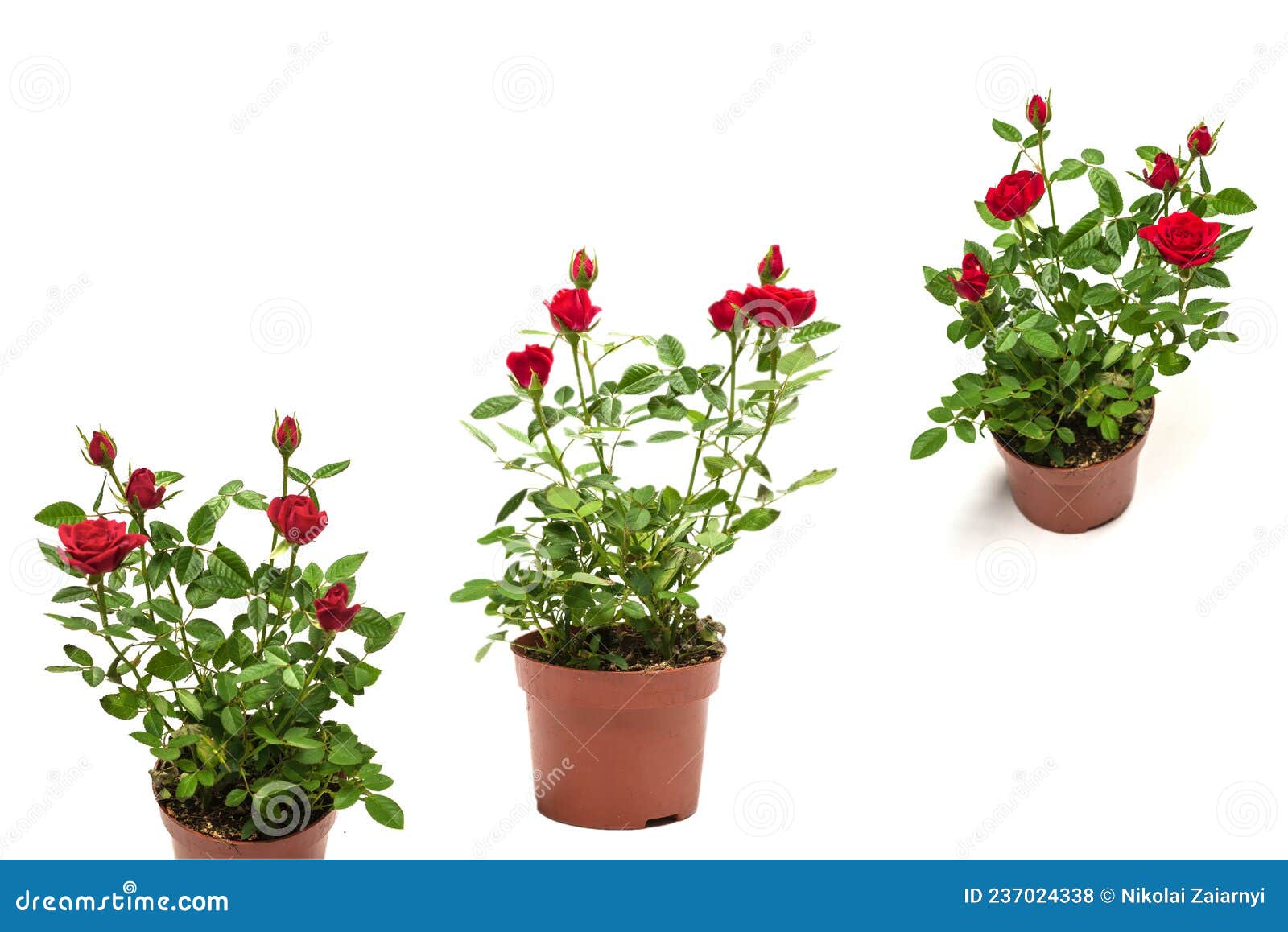 Red Roses in a Pot Isolated on White Background Stock Photo - Image of ...