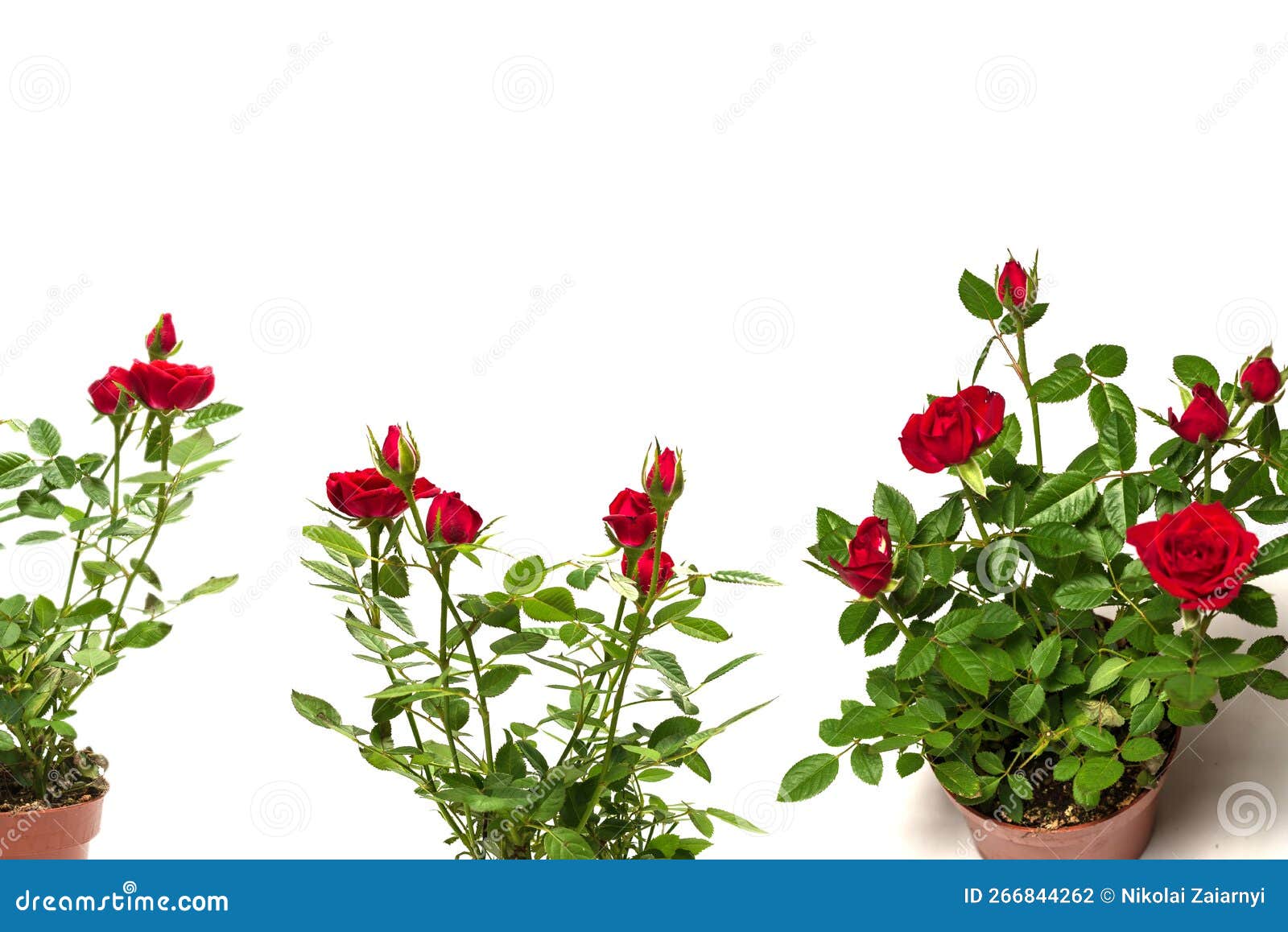 Red Roses in a Pot Isolated on White Background Stock Photo - Image of ...