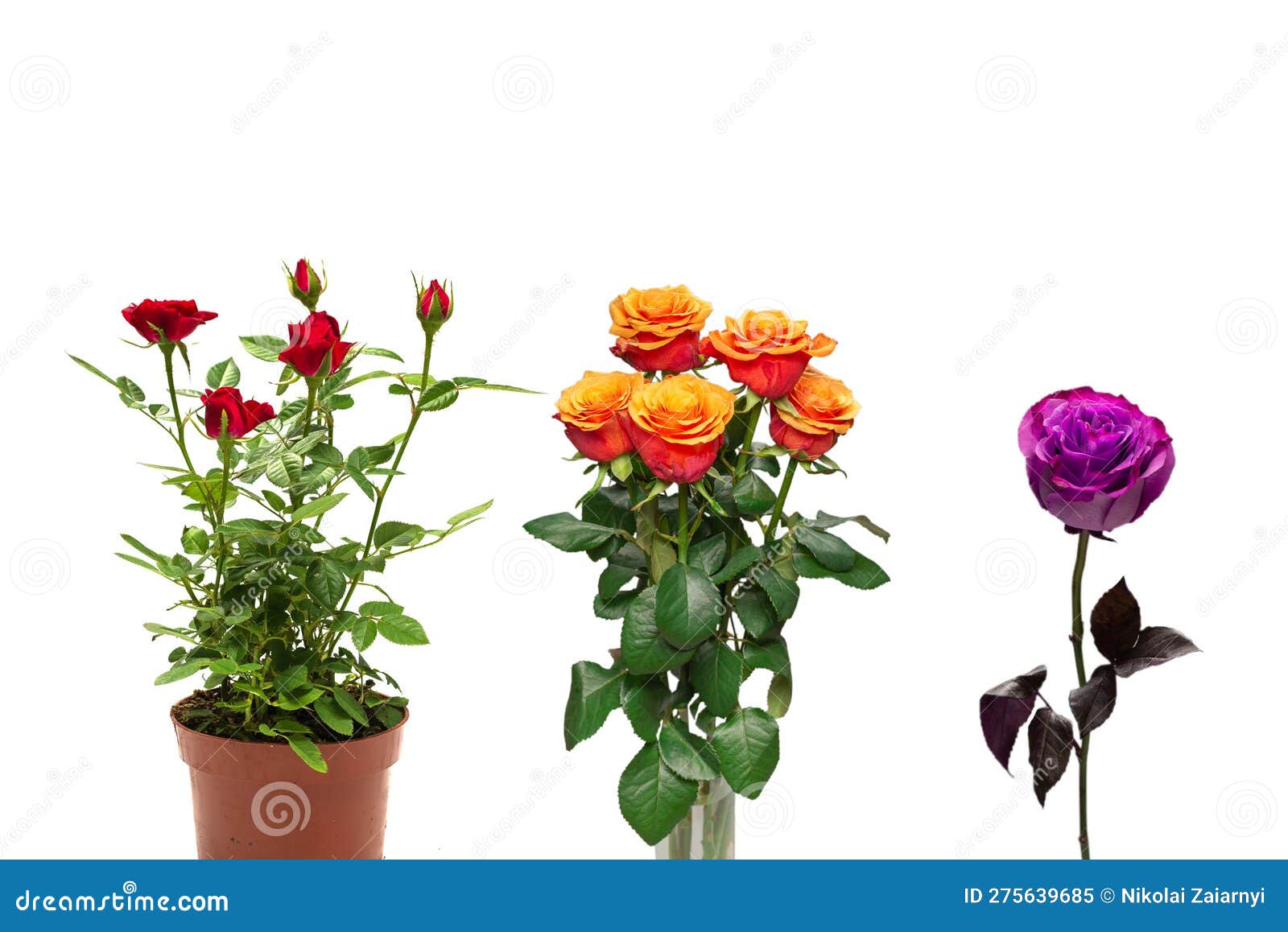 Red Roses in a Pot Isolated on White Background Stock Image - Image of ...