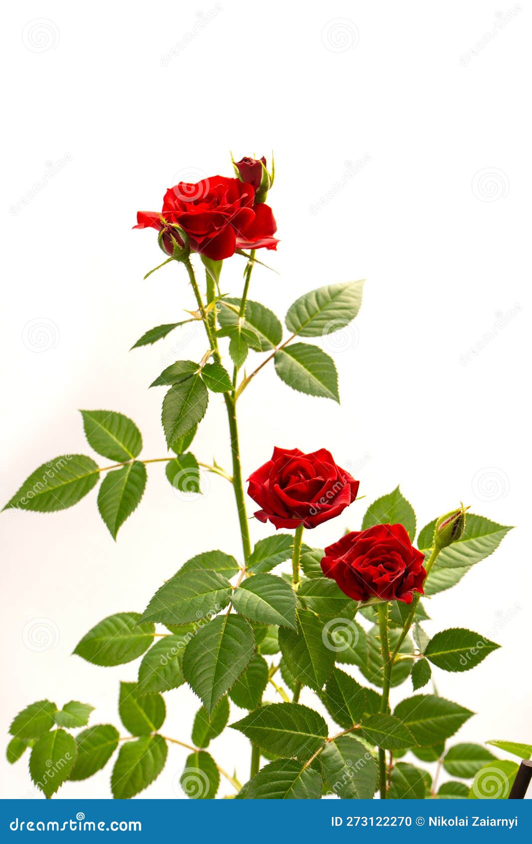 Red Roses in a Pot Isolated on a White Background Stock Photo - Image ...