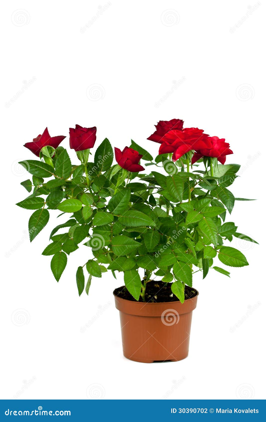 Red roses in a pot stock photo. Image of flowers, fresh - 30390702