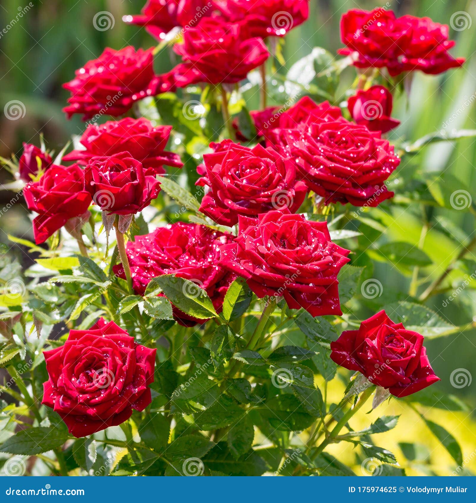 Red Roses with Raindrops in the Garden_ Stock Image - Image of ...