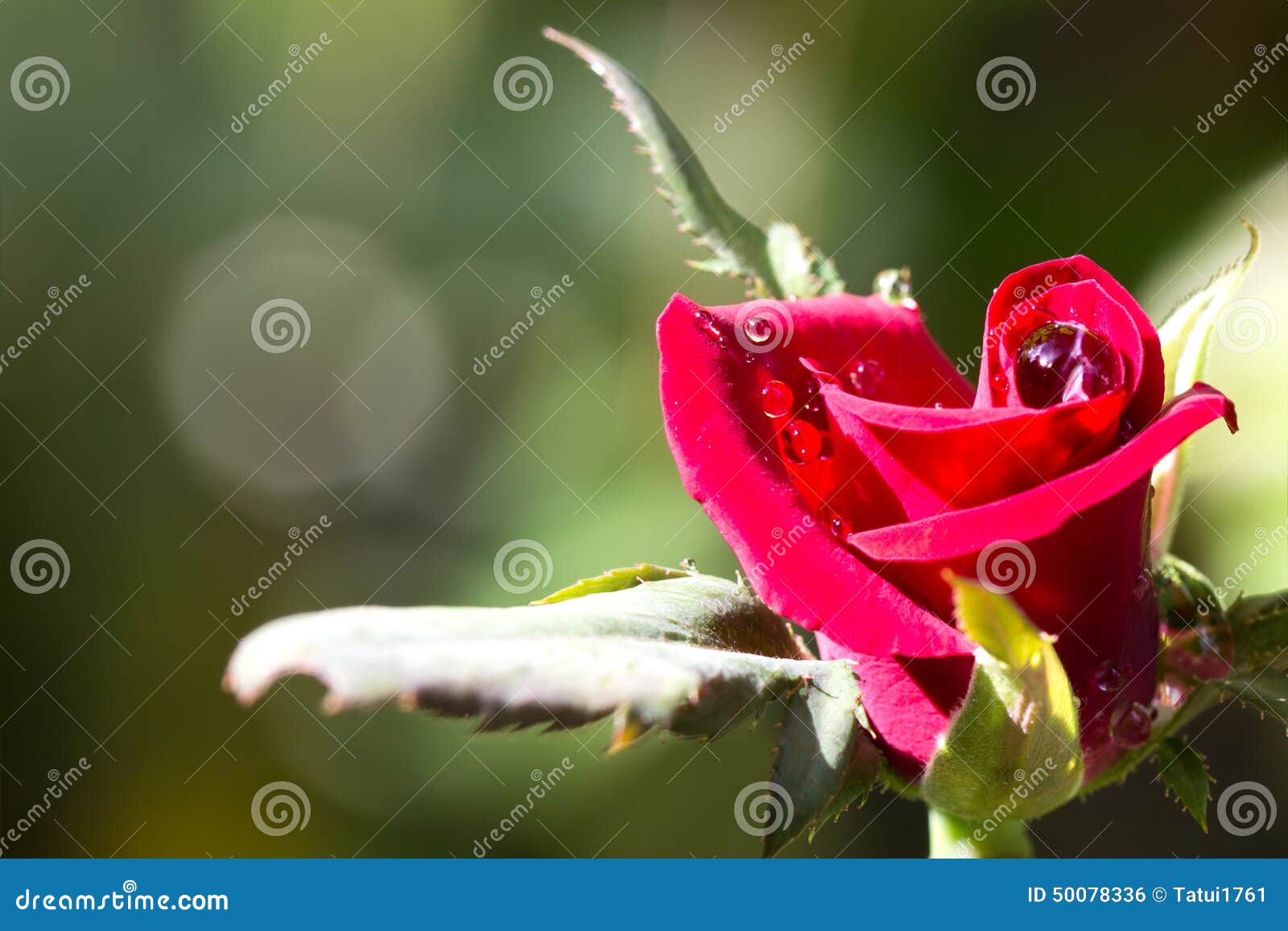 Red Roses with Raindrops in the Garden. Stock Photo - Image of ...