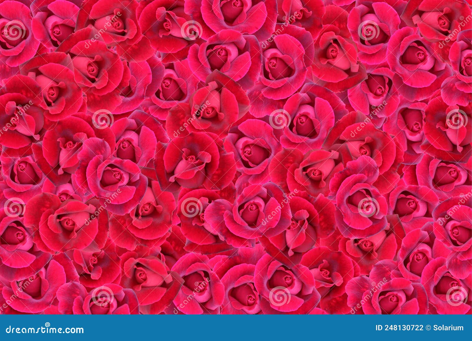 Red roses stock photo. Image of textured, backdrop, floral - 248130722