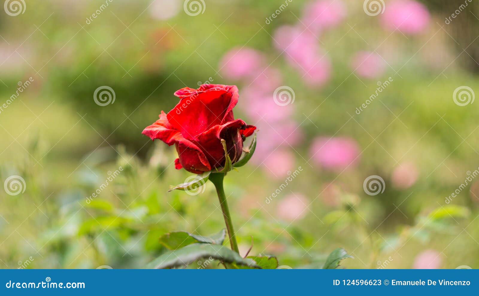 Red roses stock image. Image of london, roses, park - 124596623