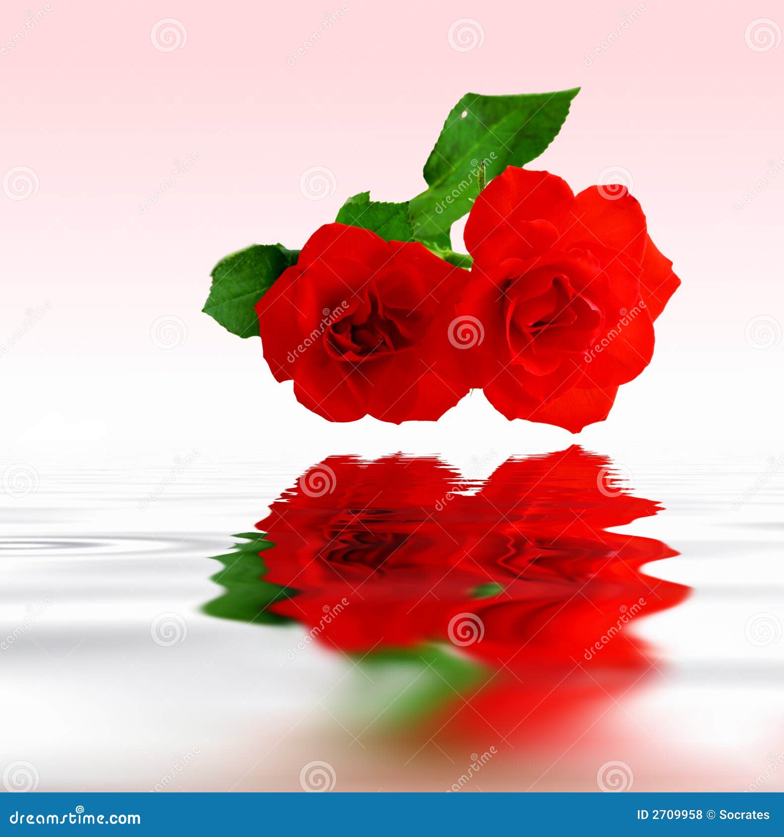 Red Roses Reflecting on Water Stock Photo - Image of rippled, ripples ...