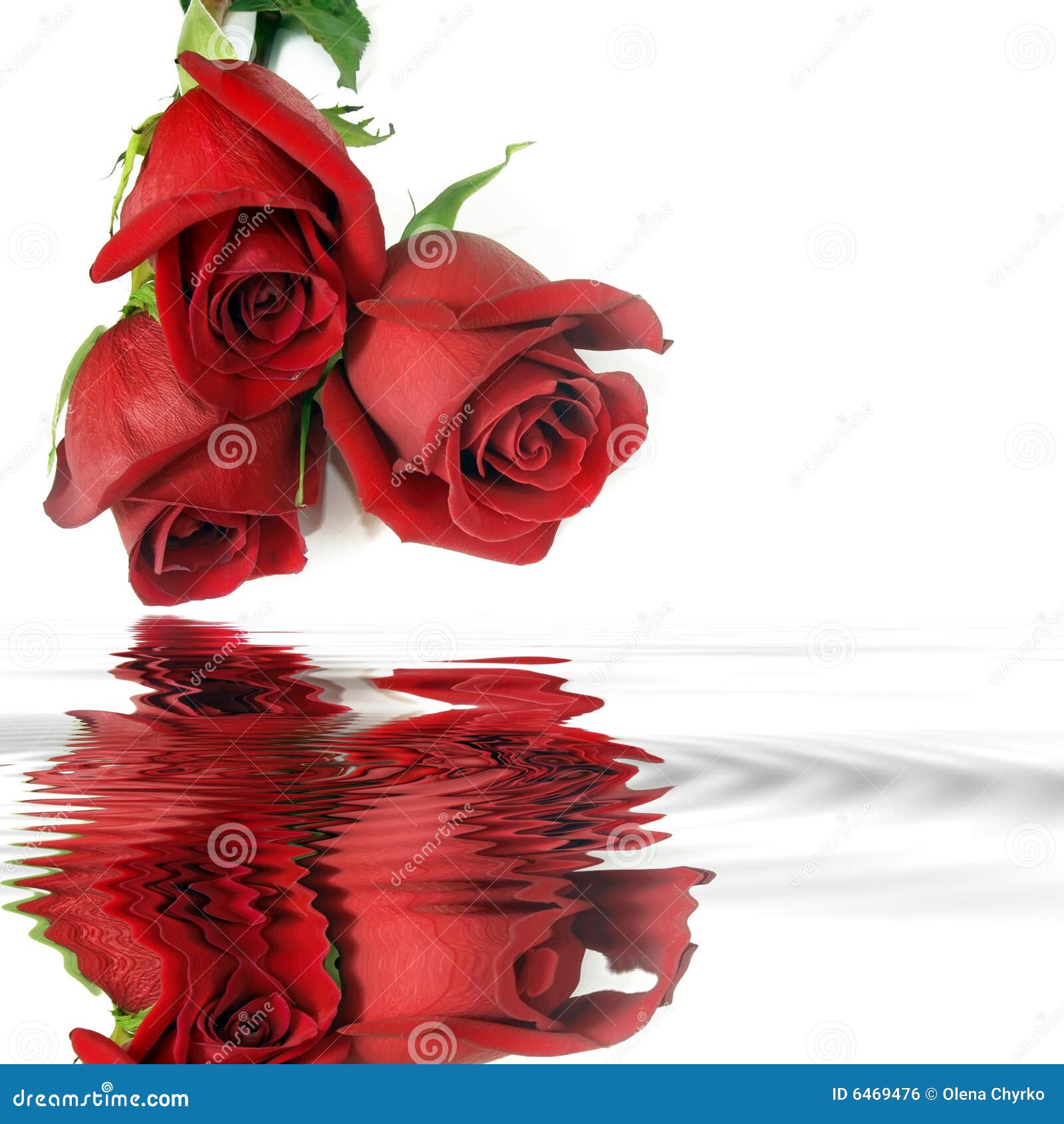 Red Roses Reflection in Water Stock Photo - Image of events ...