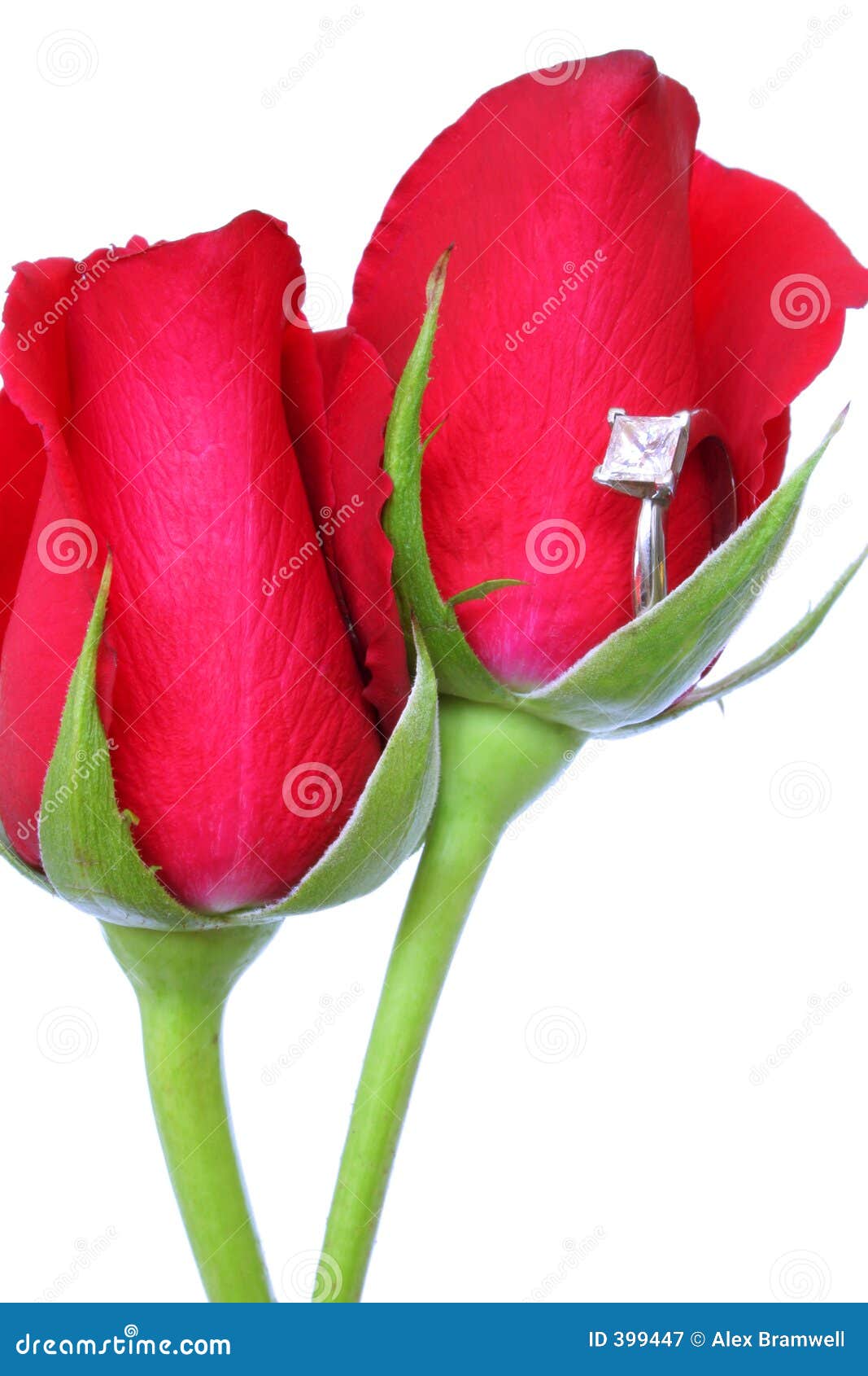 Red Roses and Ring stock image. Image of bloom, proposal - 399447
