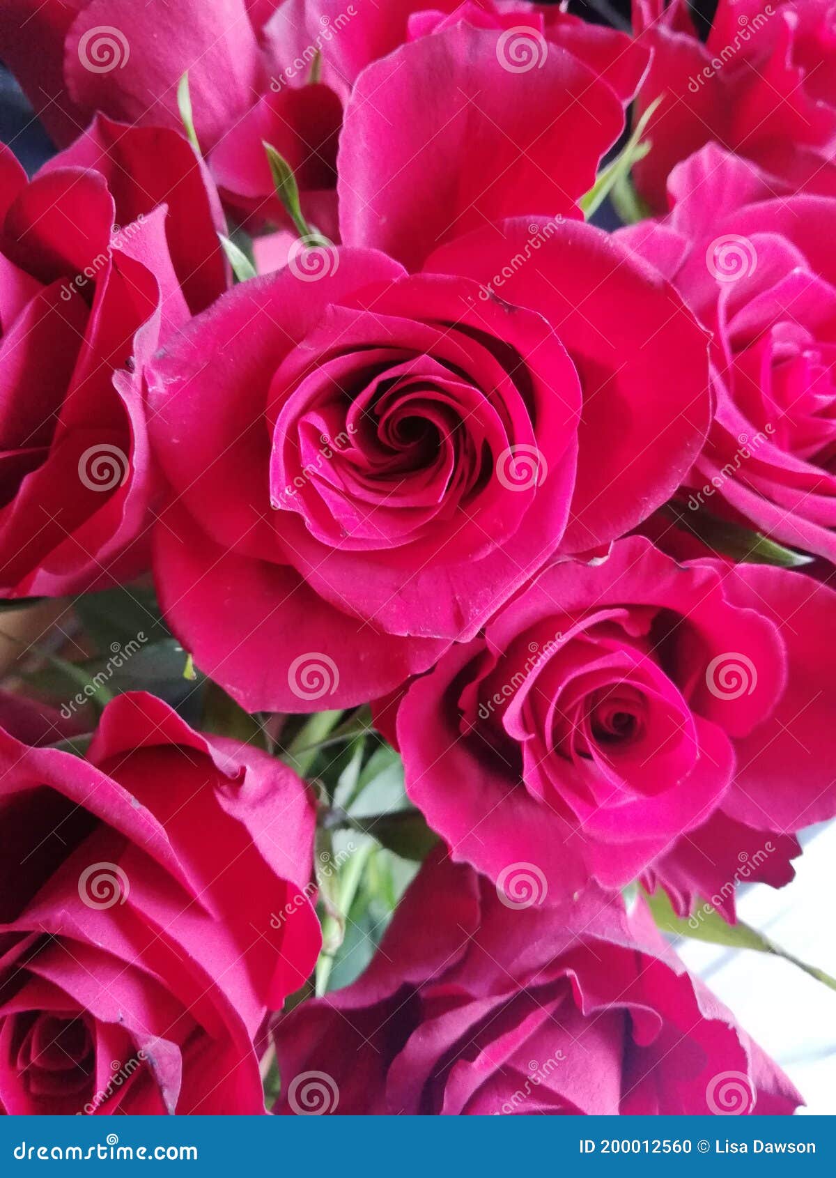 Red roses romance stock photo. Image of bouquet, flower - 200012560