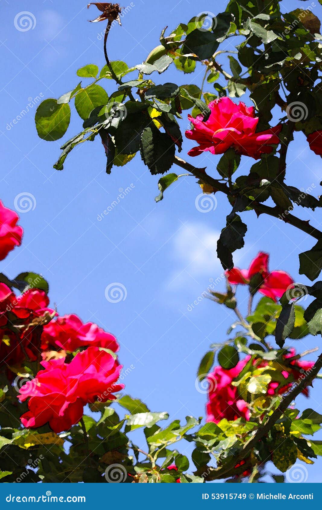 Red Roses stock image. Image of peace, garden, nature - 53915749