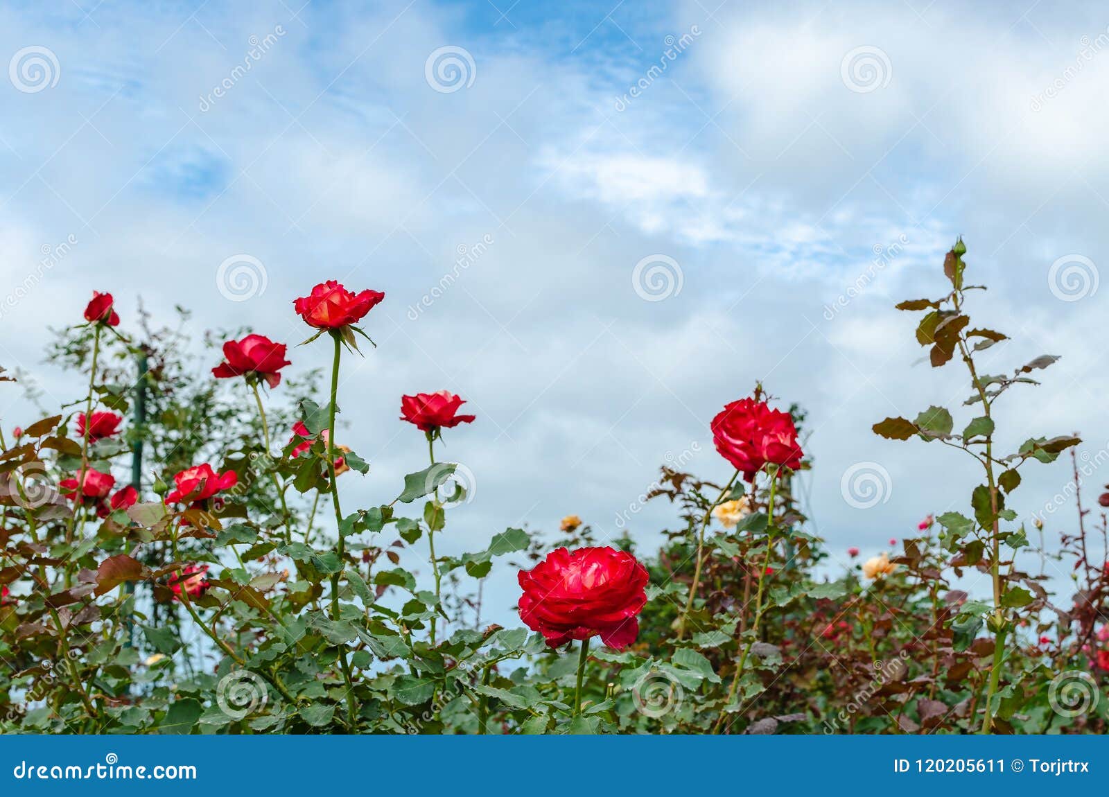 Red Roses in Rose Plantation with Cloudy Blue Sky. Stock Image - Image ...