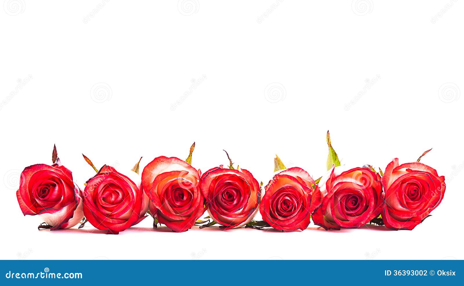 Red roses in a row stock photo. Image of roses, valentine - 36393002