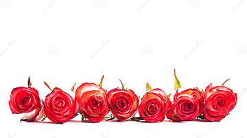 Red roses in a row stock photo. Image of roses, valentine - 36393002