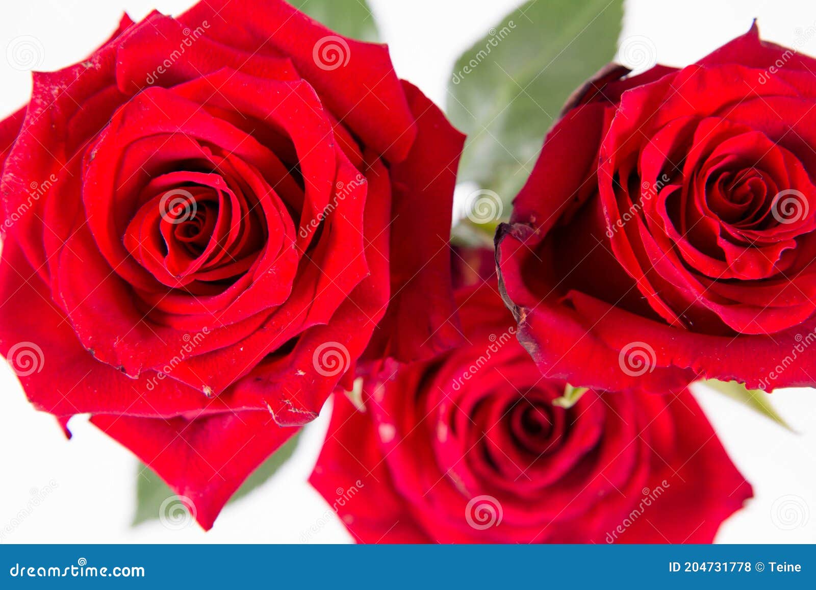 Red roses stock photo. Image of petal, botanical, bouquet - 204731778