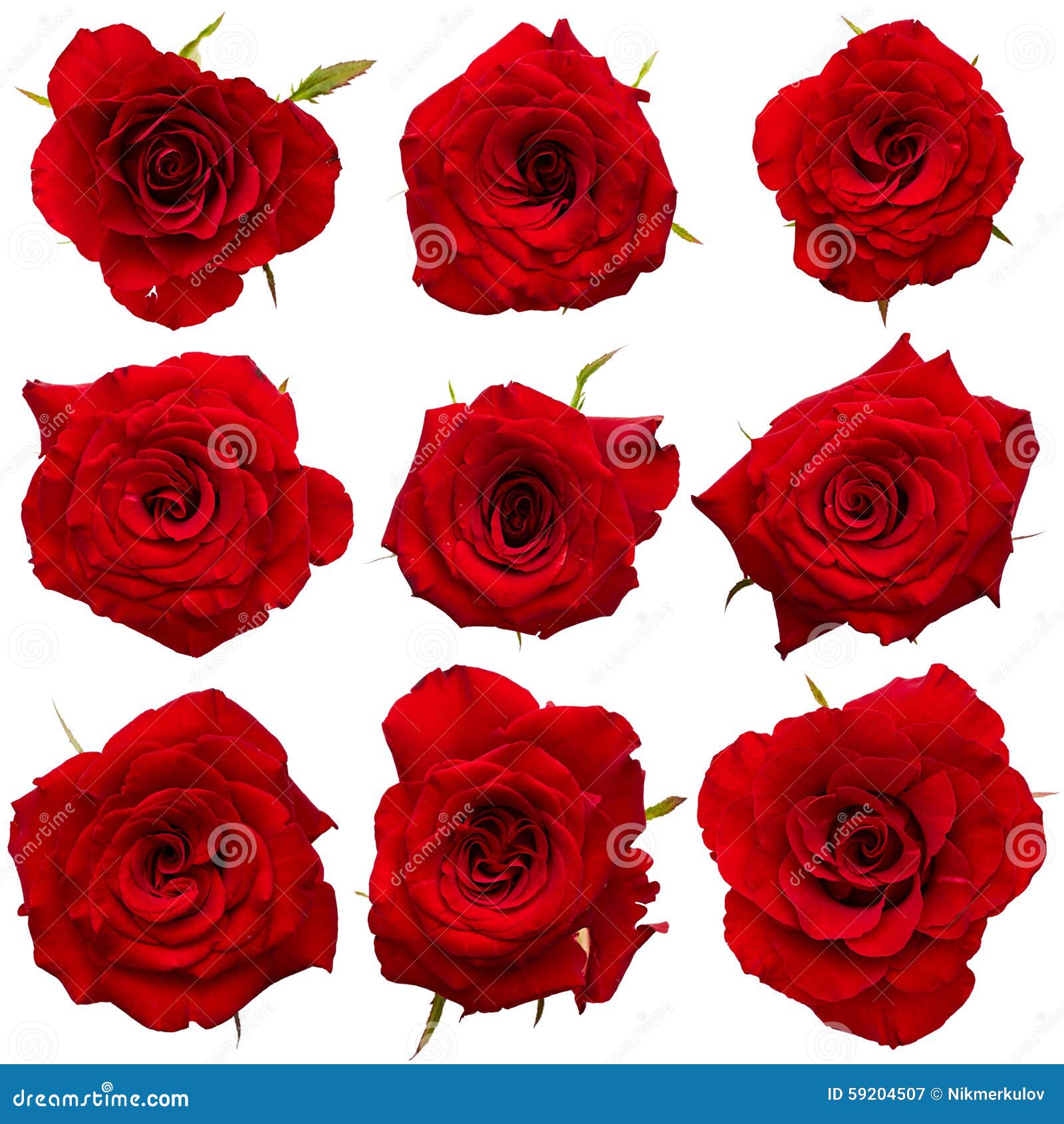 Red roses stock image. Image of nature, background, aroma - 59204507