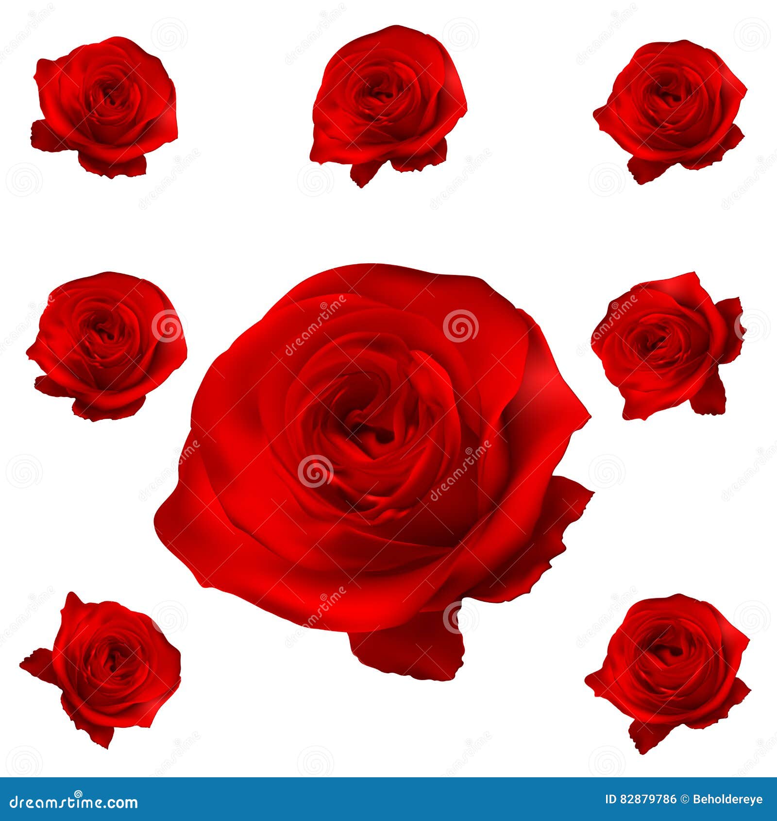 Red Roses Set Isolated on White. EPS 10 Stock Vector - Illustration of ...