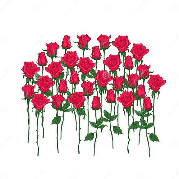 Red Roses Set. Multicolor Vector Illustration Stock Vector ...