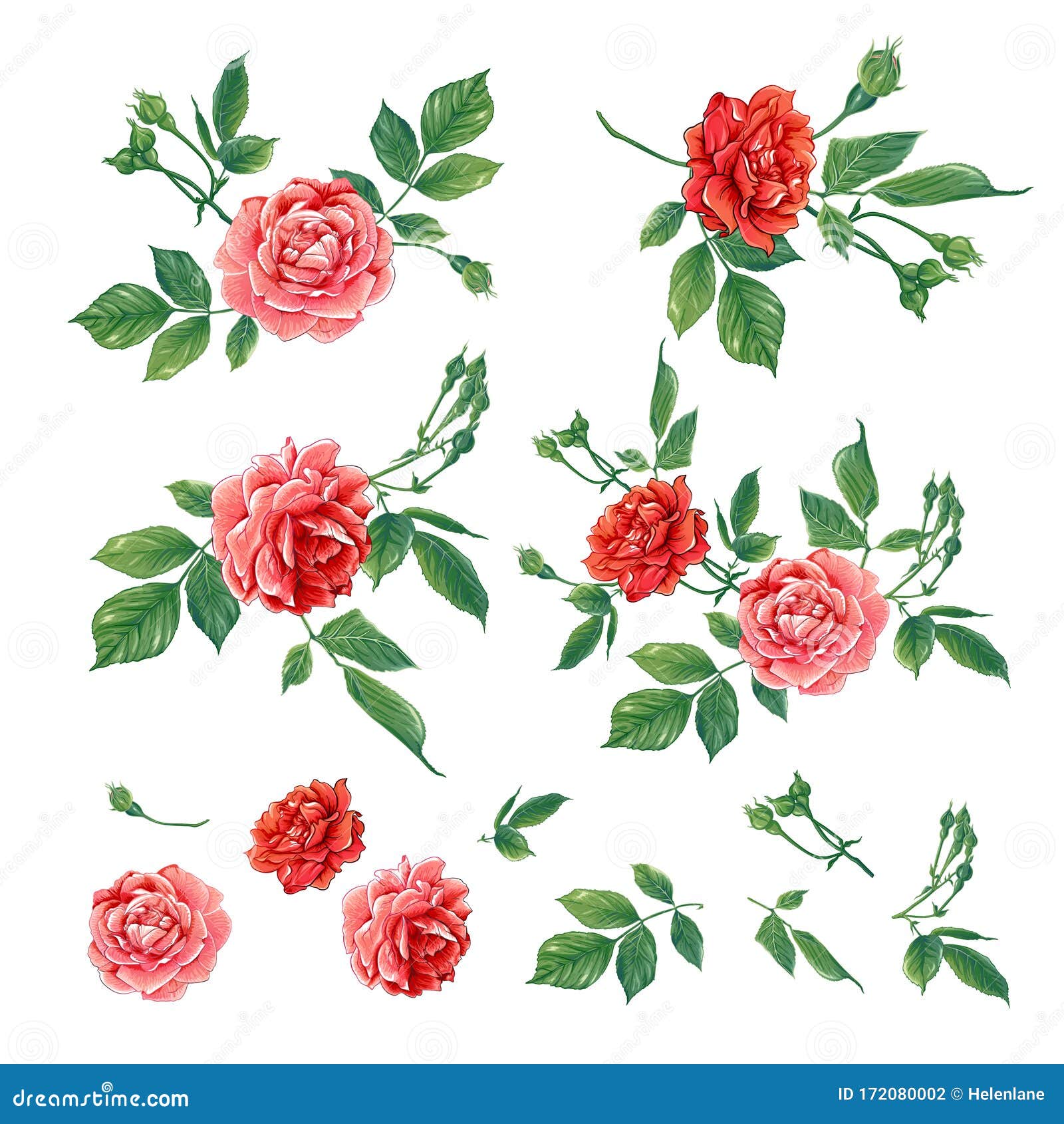 Red Roses Set. Vector Illustration. Stock Vector - Illustration of ...