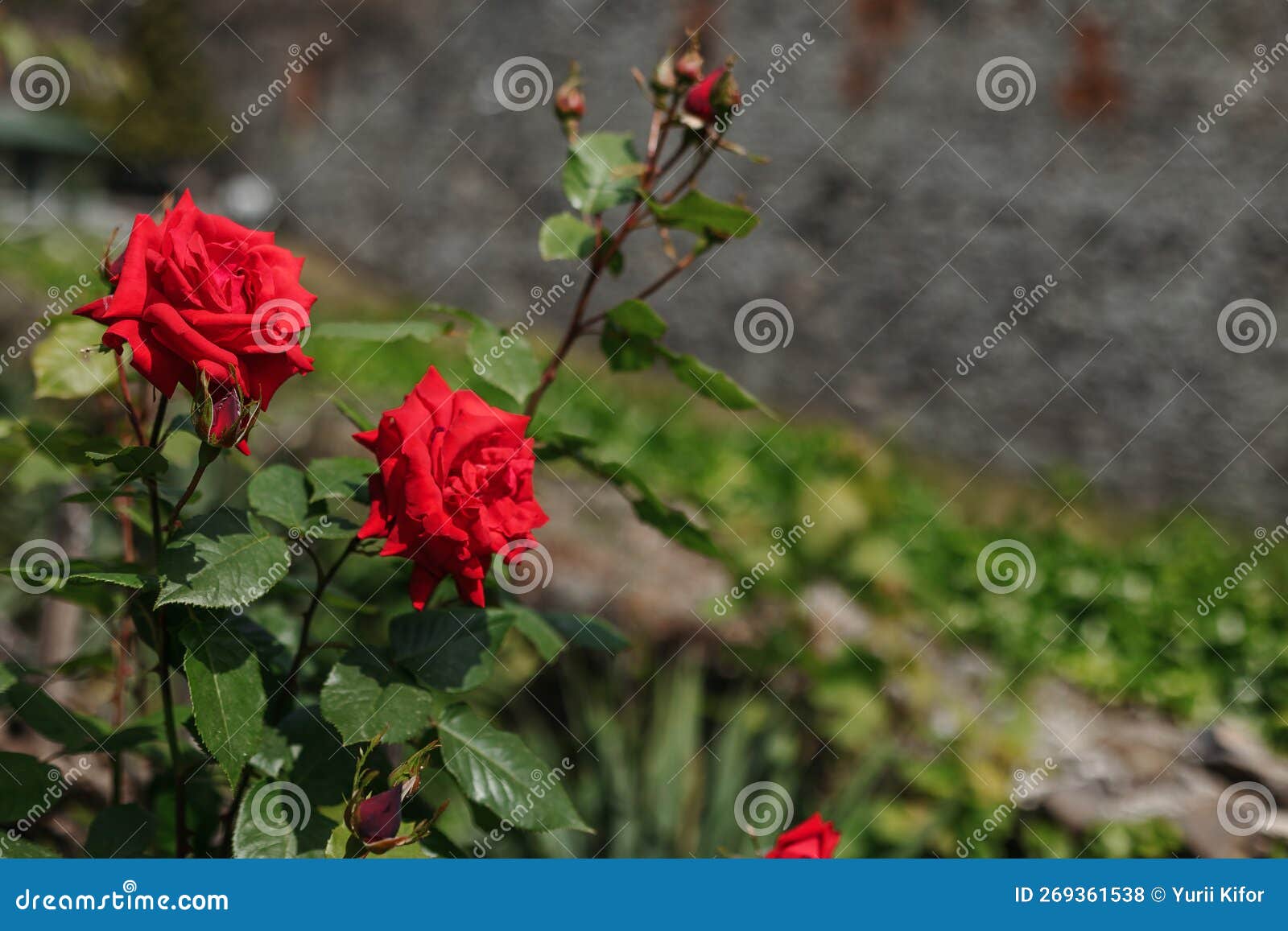 Red Roses on the Shape of a Green Fence Stock Photo - Image of ...