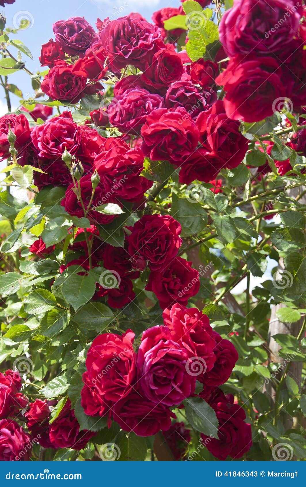 Red roses on a shrub stock image. Image of roses, rose - 41846343