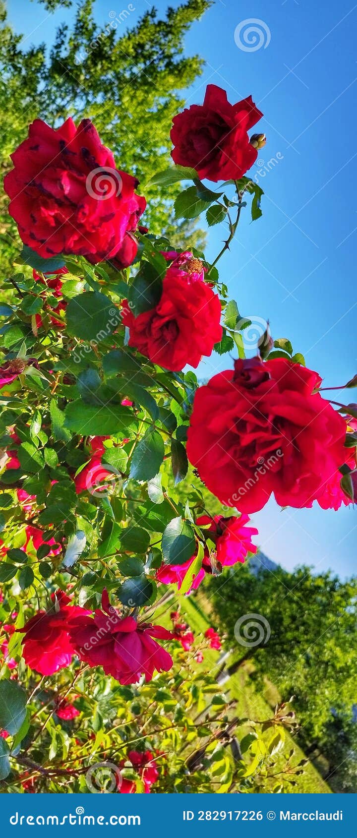 Red Roses Smiling in the Blue Sky Stock Photo - Image of smiling, roses ...