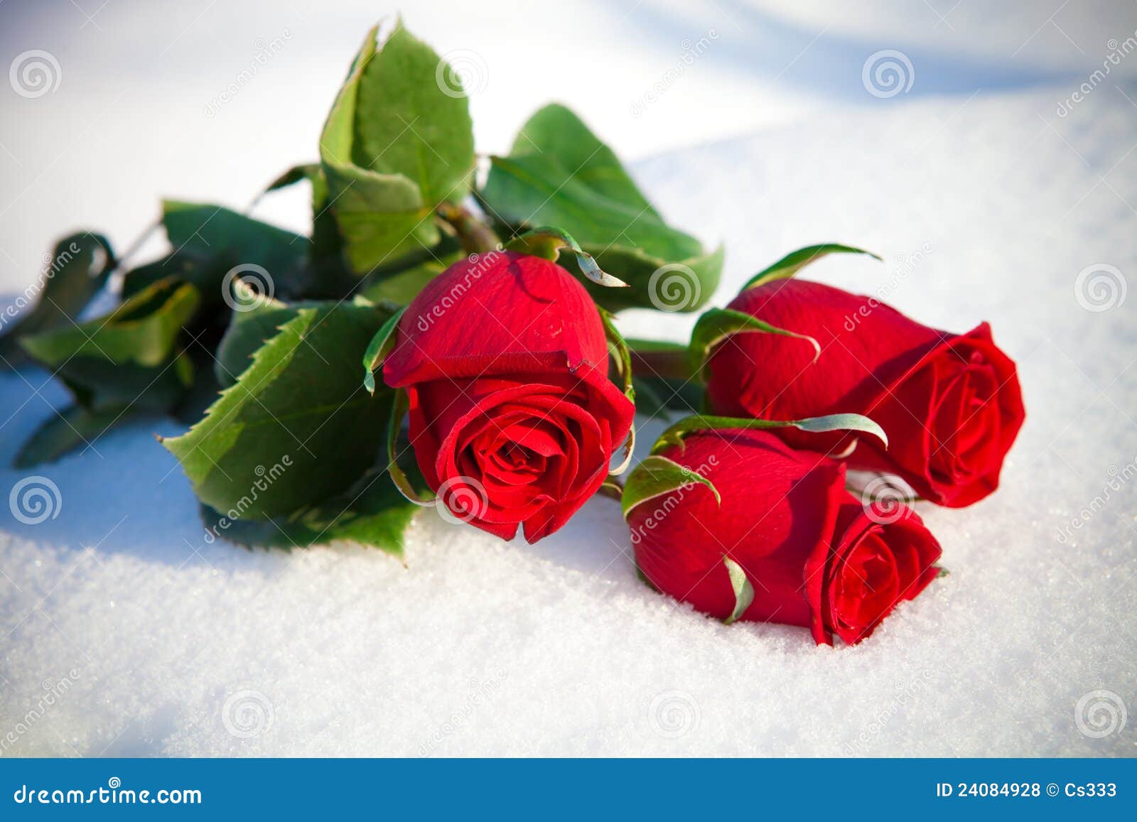 Red roses on snow. stock photo. Image of scarlet, petal - 24084928