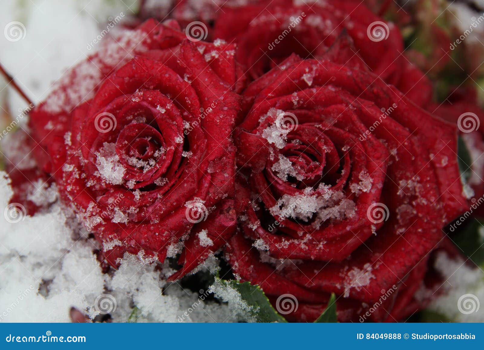 Red roses in the snow stock photo. Image of snowflakes - 84049888