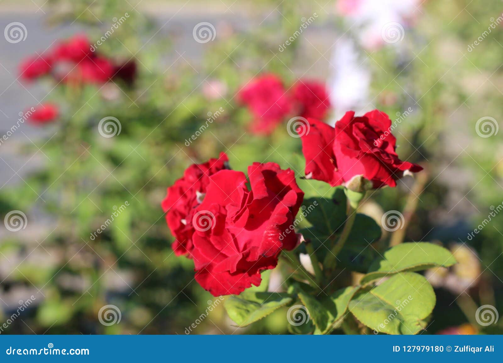 Red Roses Stands for Love in Garden Stock Photo - Image of stairs ...