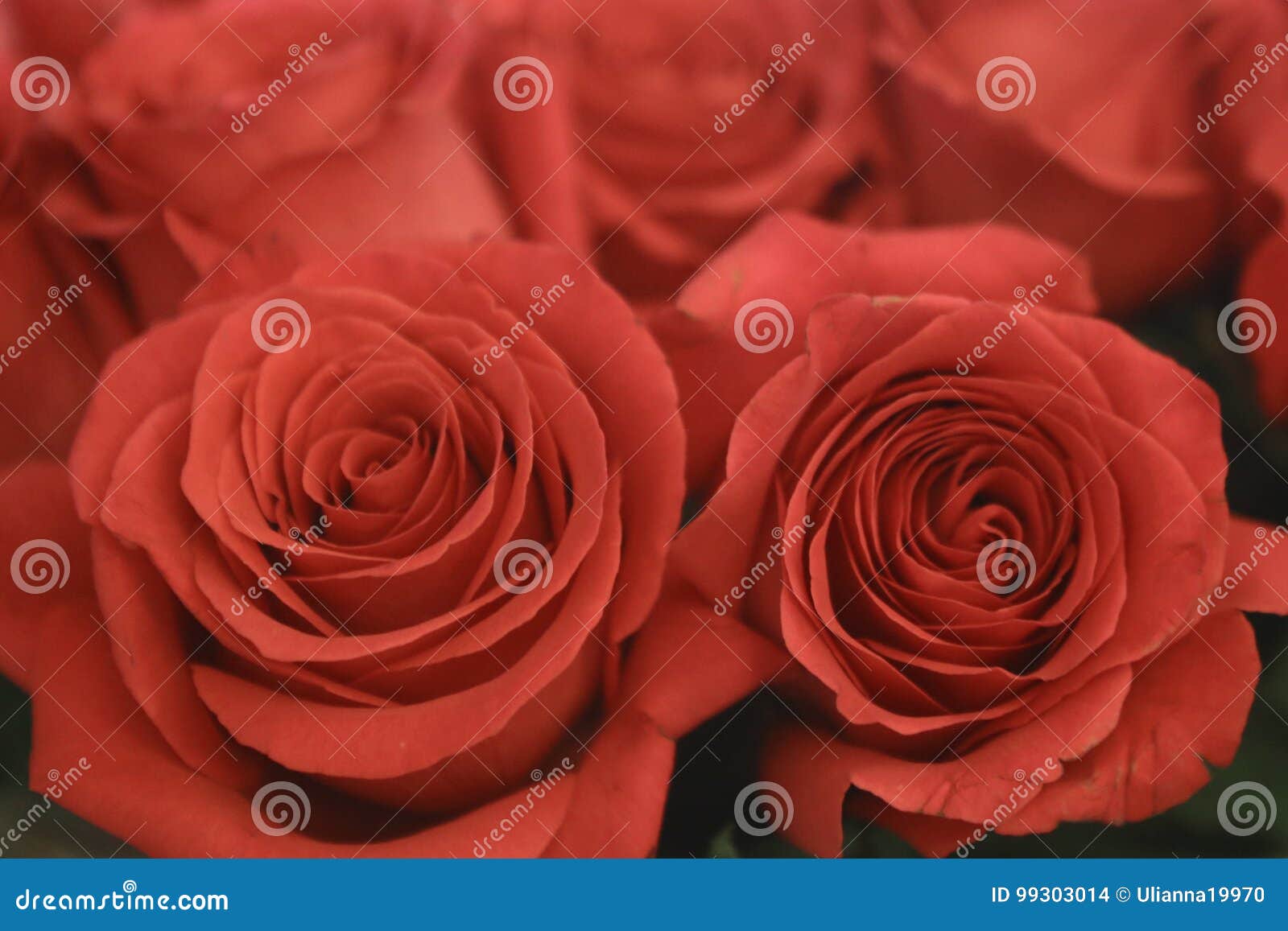 Red Roses Subtle Background Stock Photo - Image of february, dozen ...