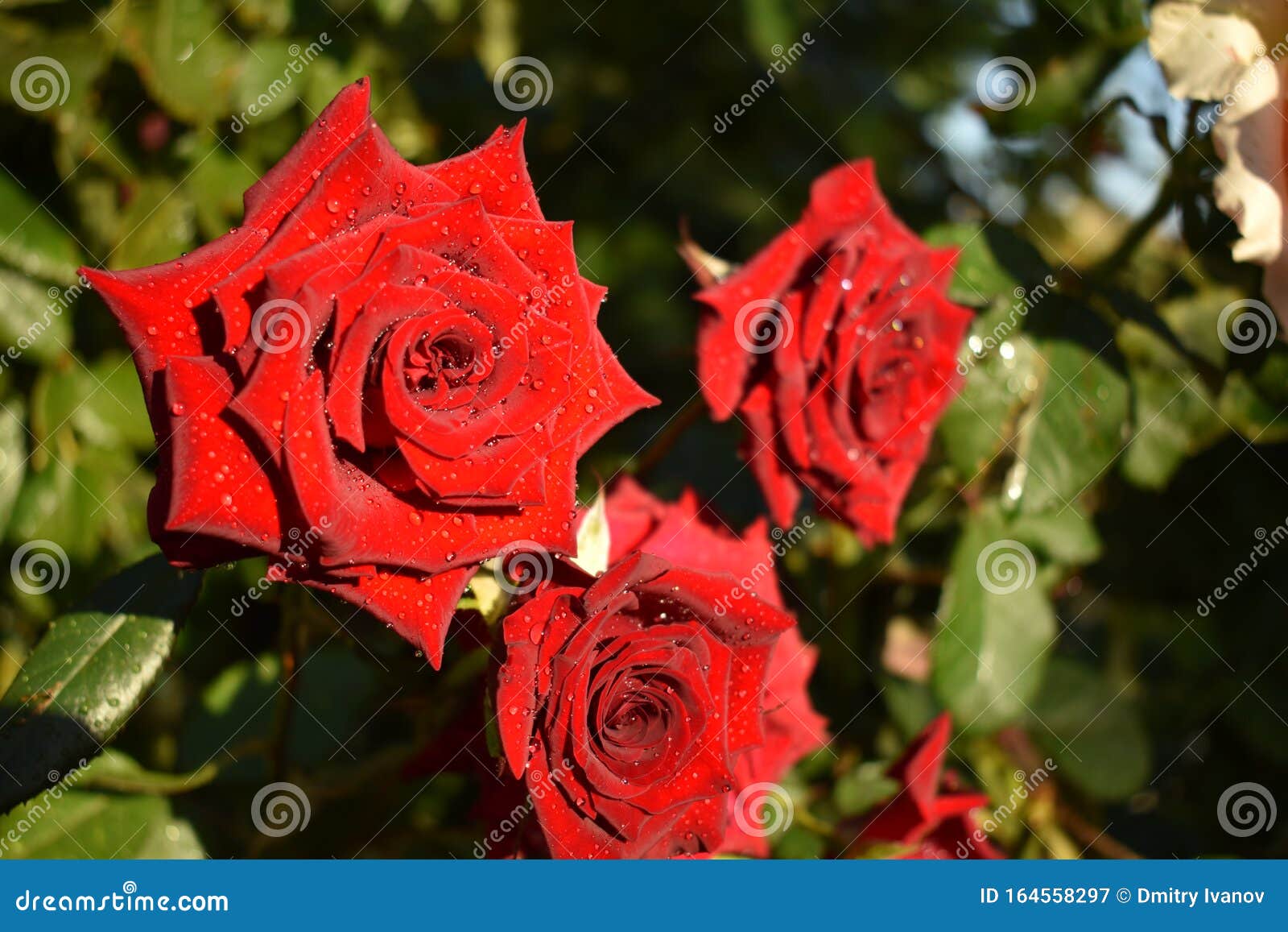 Red roses in the sun stock image. Image of blooming - 164558297