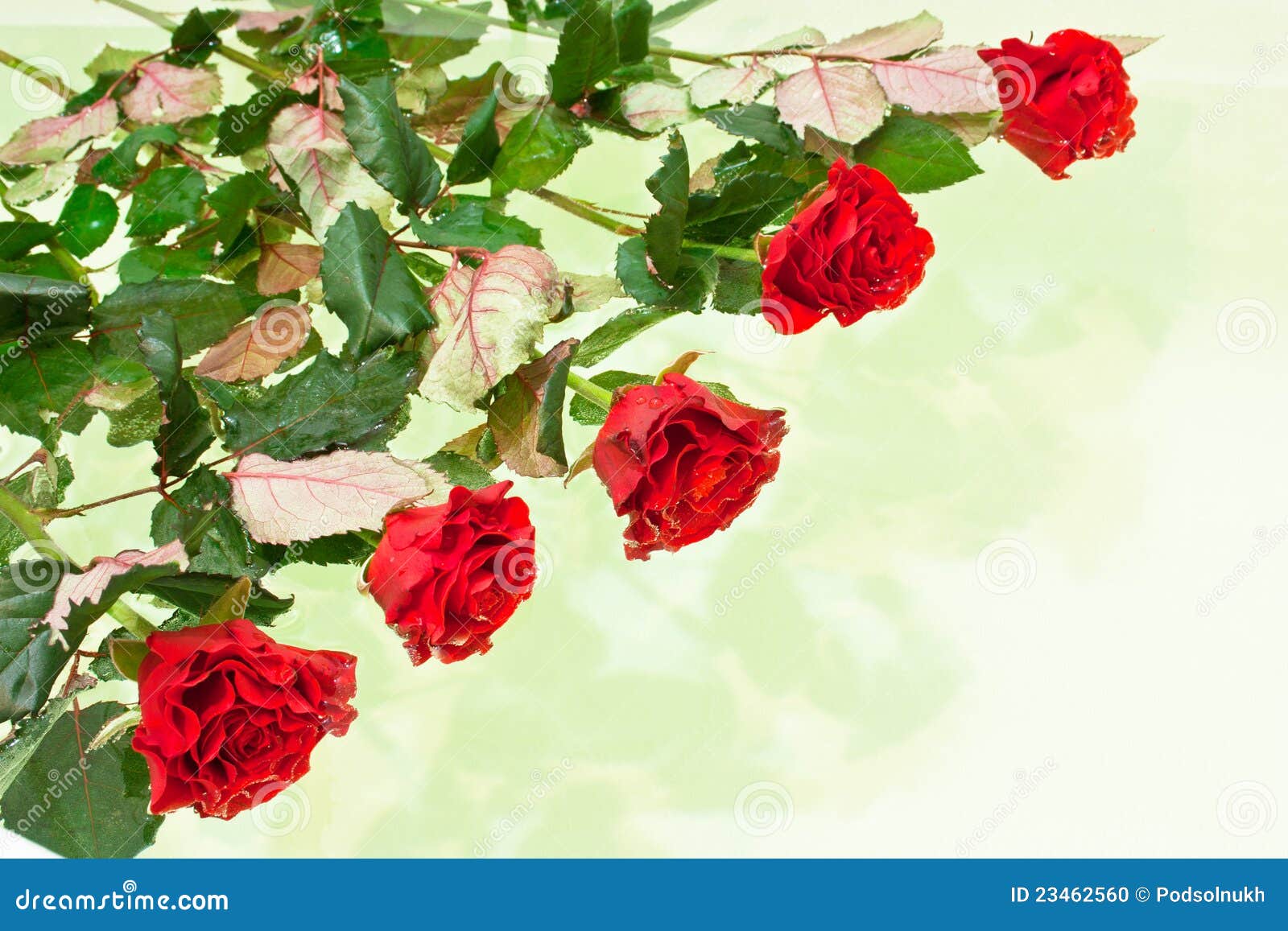 Red Roses on Surface of the Water Stock Photo - Image of green, water ...