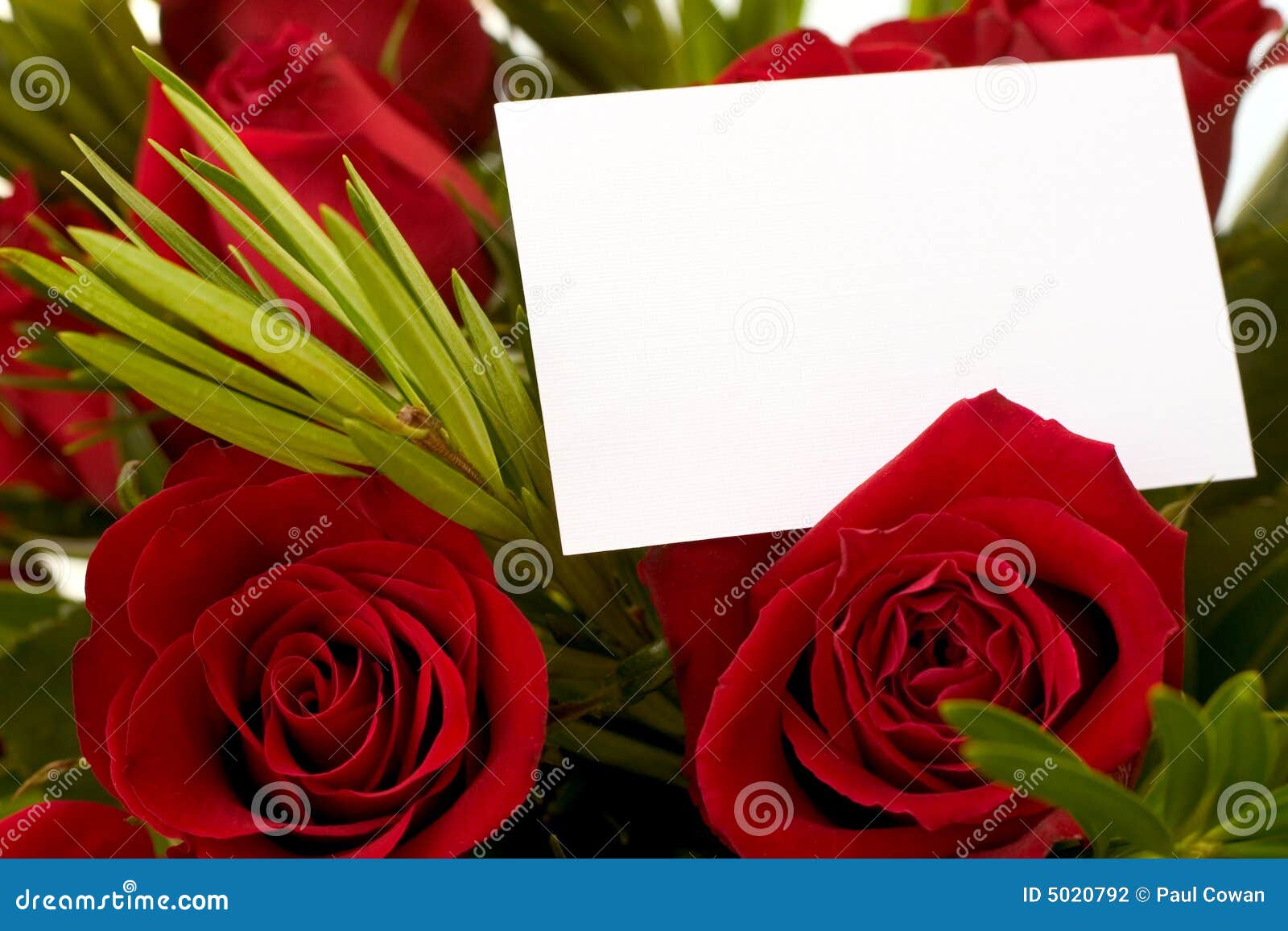 Red roses and tag stock photo. Image of roses, valentine - 5020792