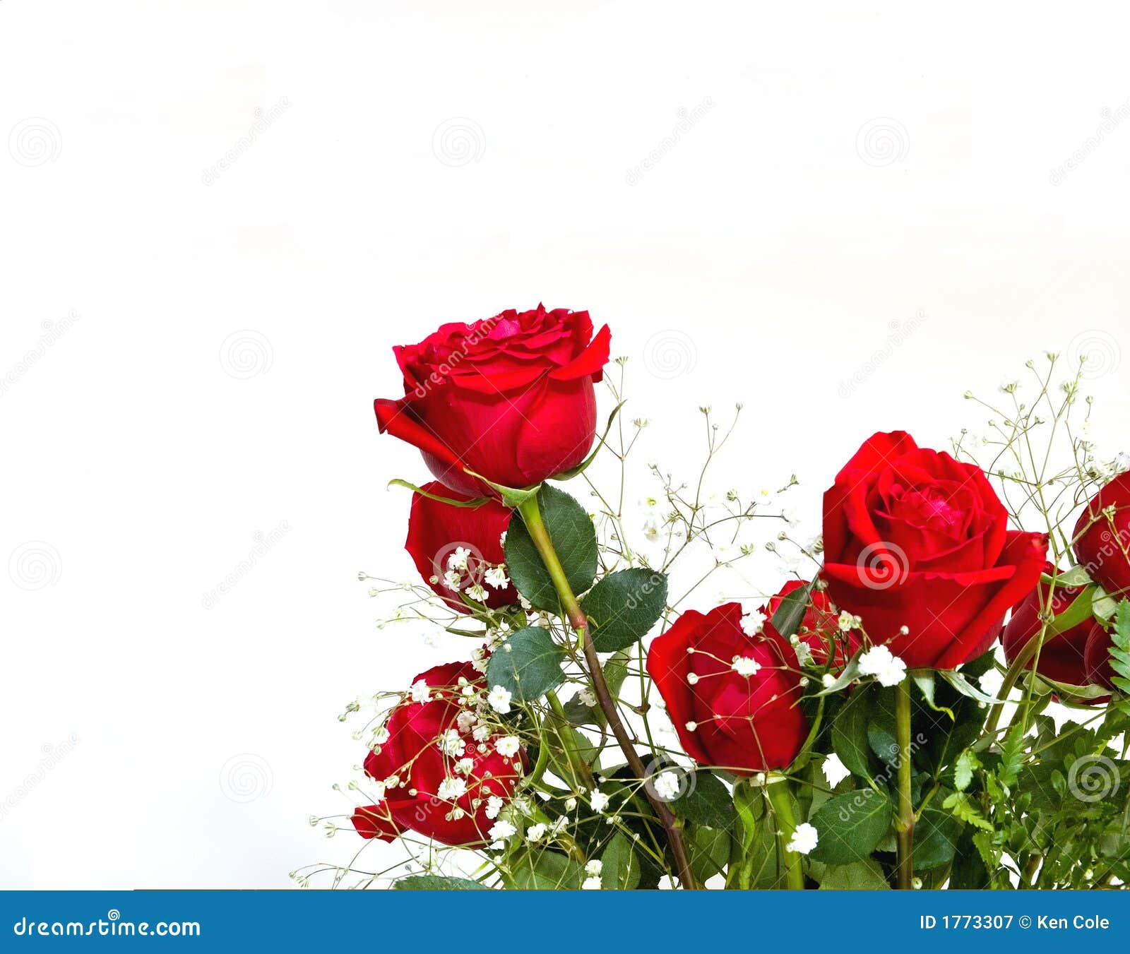 Red Roses with Text Space stock image. Image of enchantment - 1773307