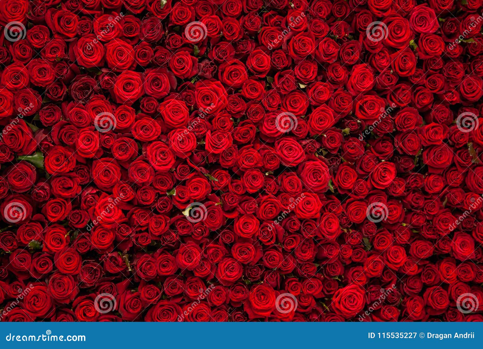 Red Roses Texture and Background Stock Image - Image of color, passion ...