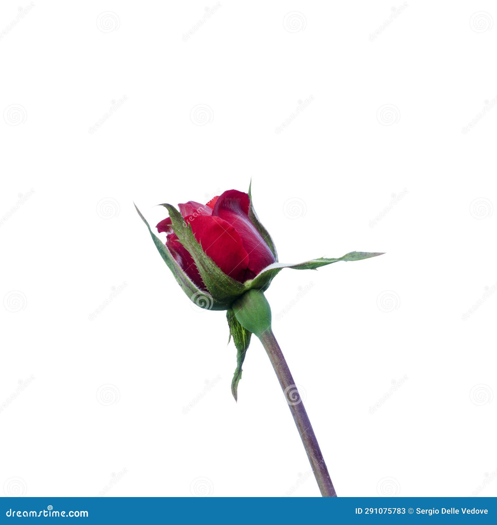 Red roses stock image. Image of rosebud, bloom, garden - 291075783