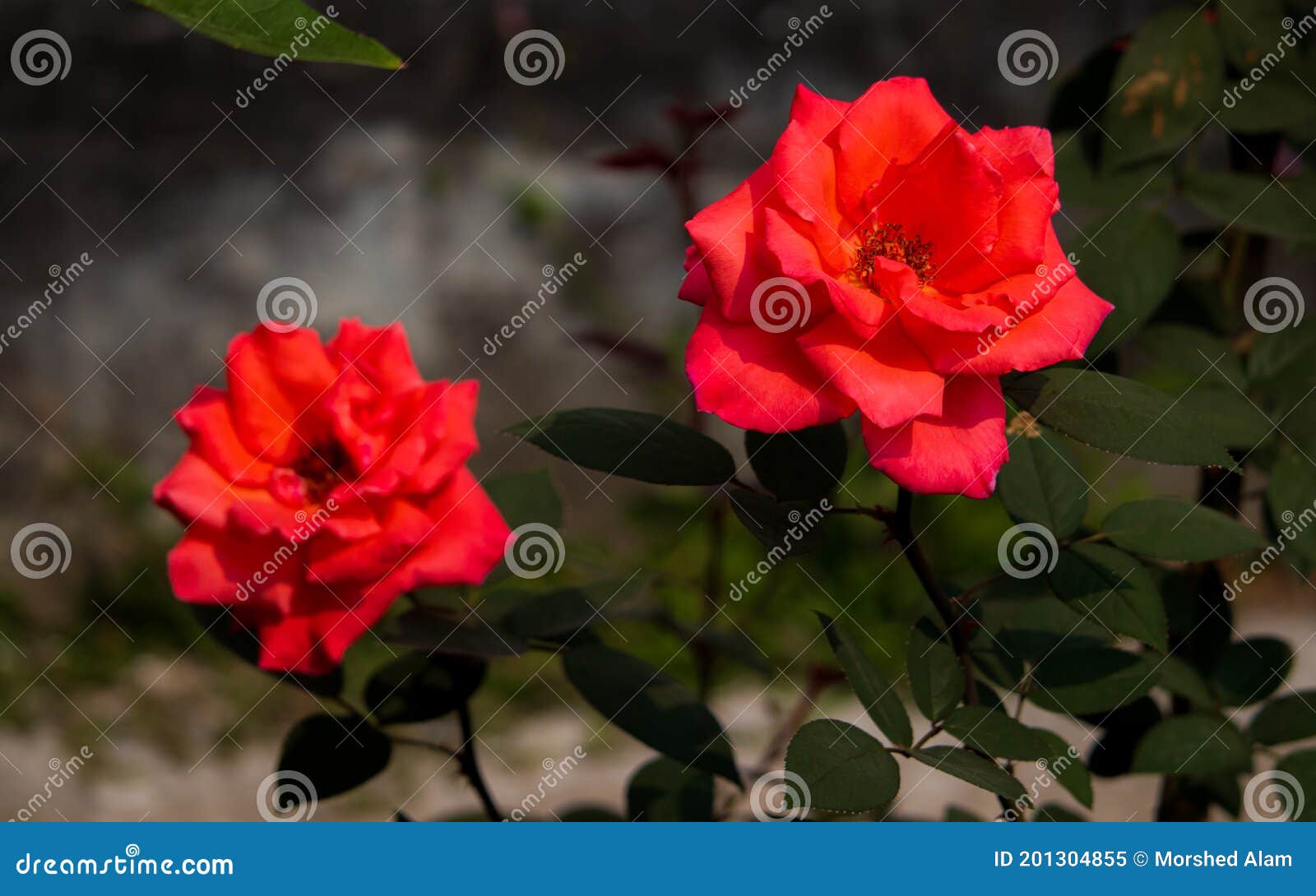 Red roses in a tree stock image. Image of botany, bangladesh - 201304855